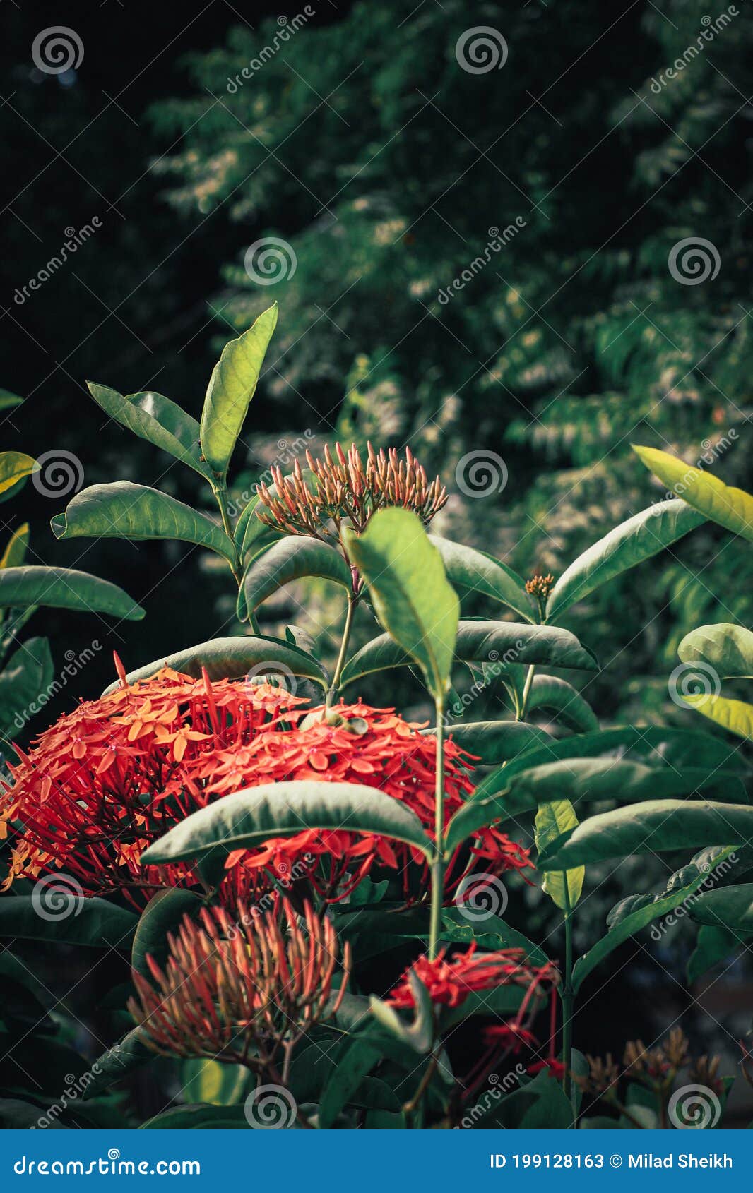 Red flowers in the forest stock image. Image of tree - 199128163