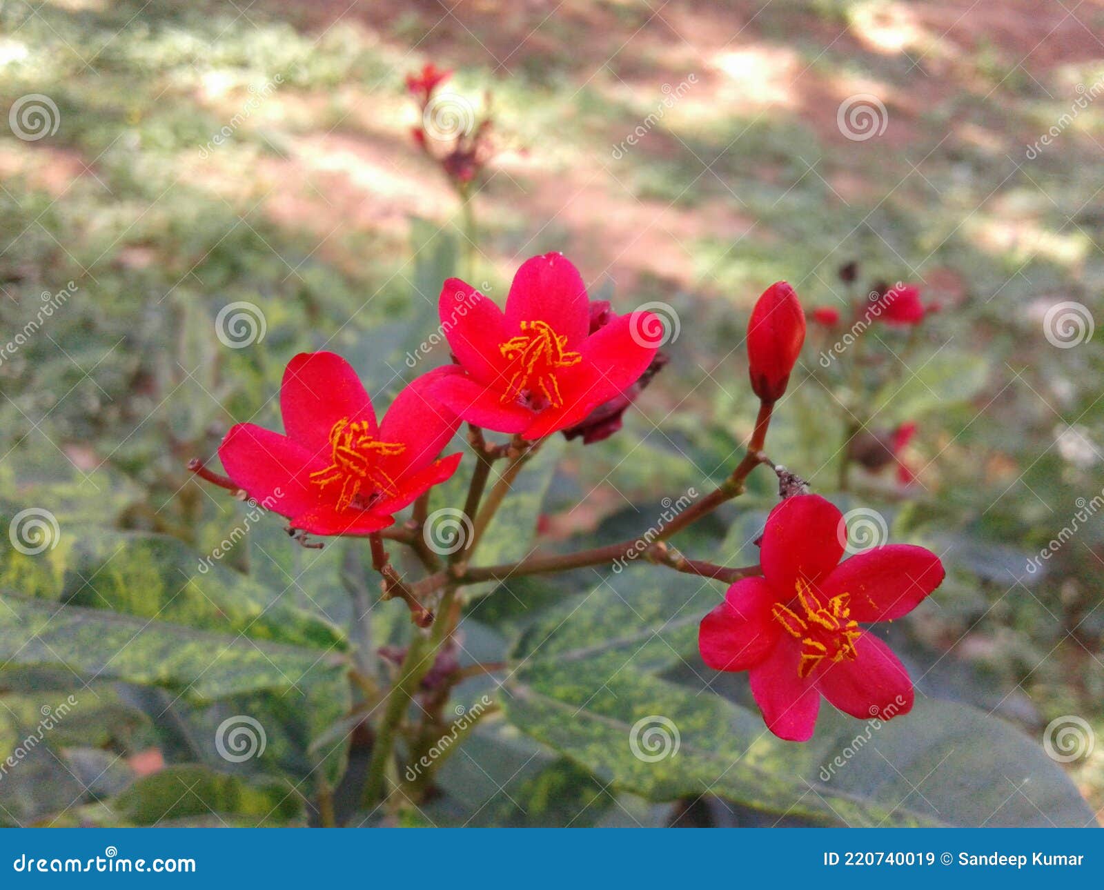 Red flowers in forest stock image. Image of plant, forest - 220740019