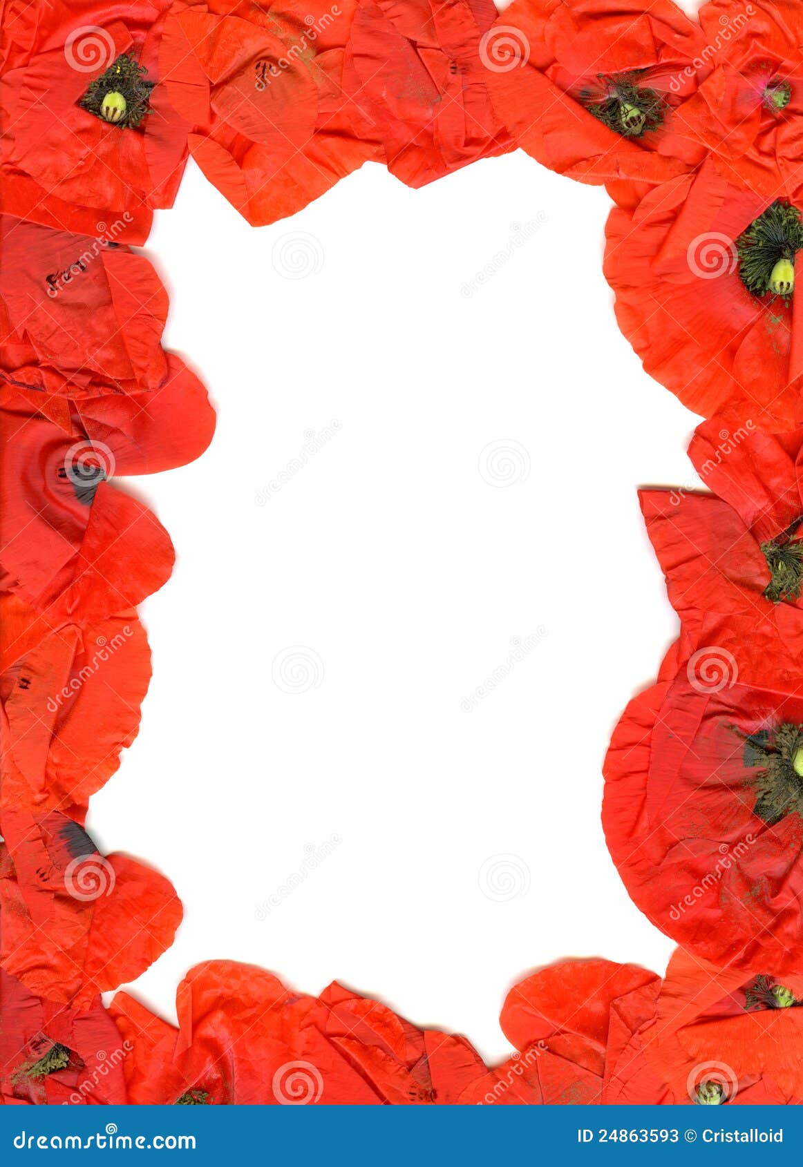 Red flowers frame stock image. Image of nature, shape - 24863593
