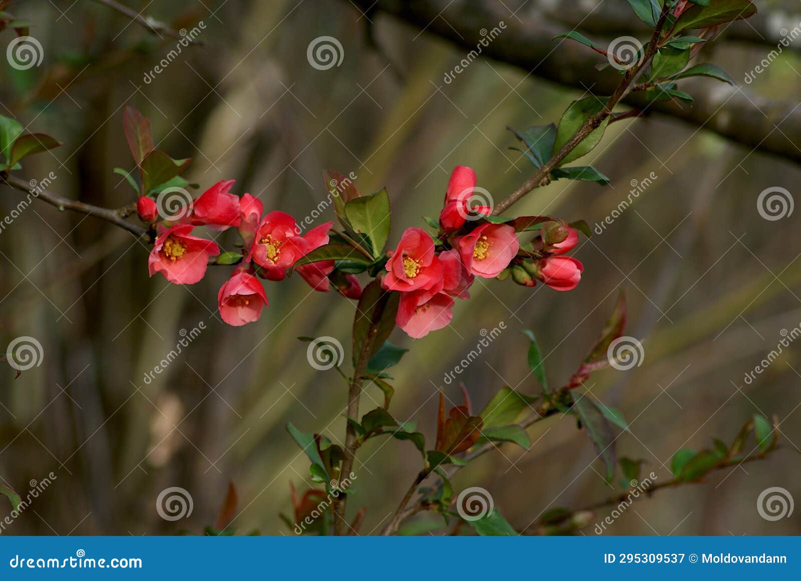 Red flowers for friends stock image. Image of flower - 295309537