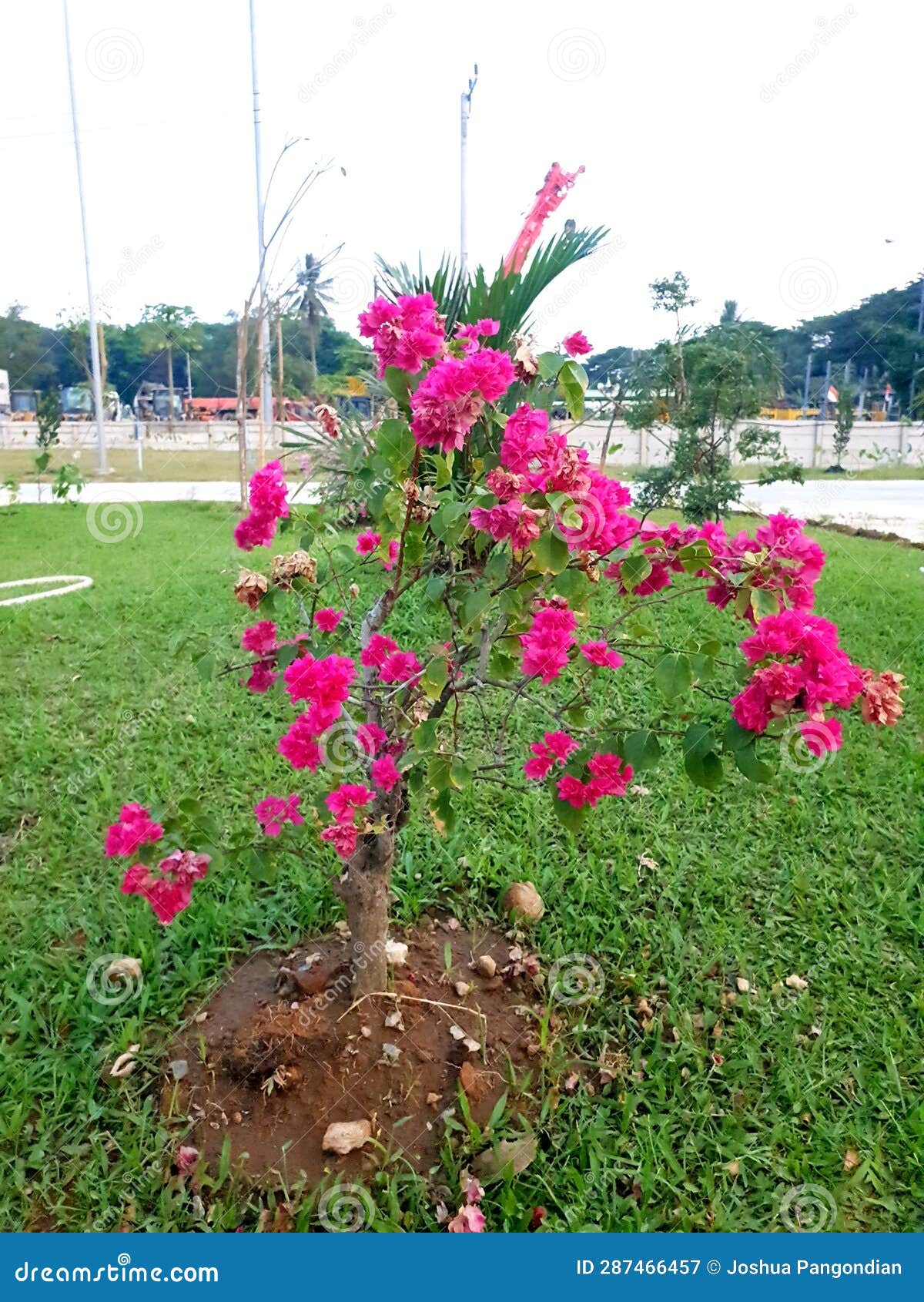 Red Flowers for the Front Yard of the House To Make it Look More ...