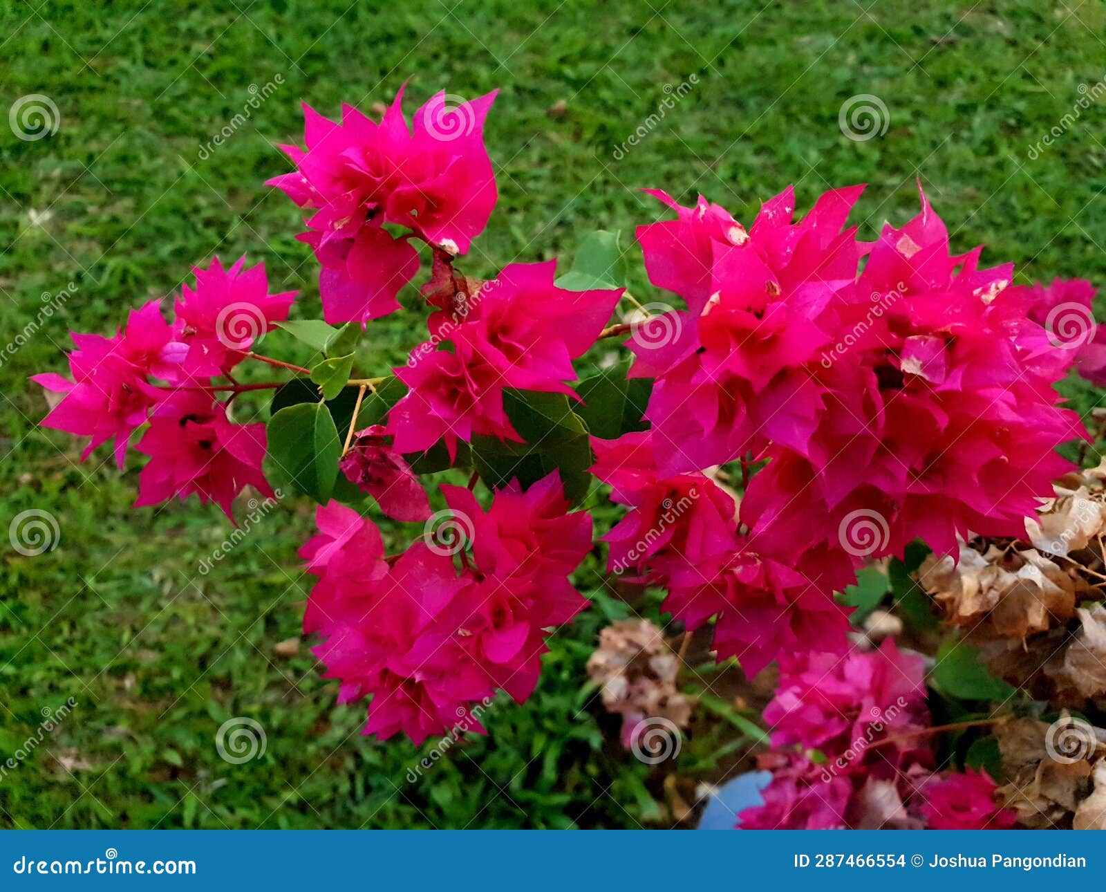 Red Flowers for the Front Yard of the House To Make it Look More ...