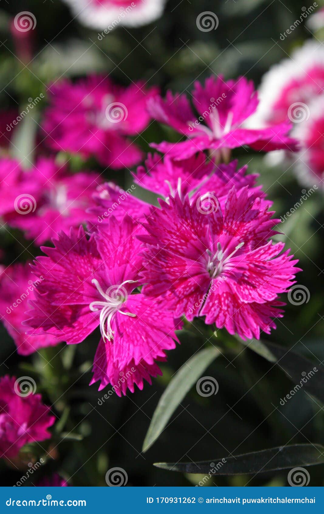 The Red Flowers in the Garden. Stock Photo - Image of flowers, floral ...