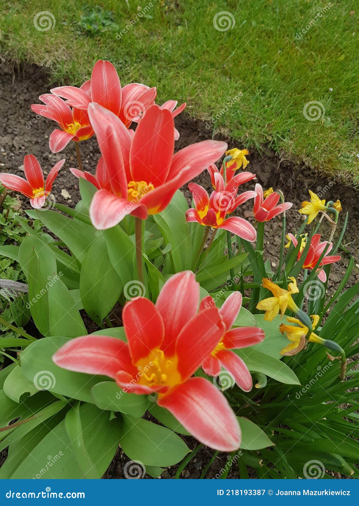 Red flowers in the garden stock image. Image of nature - 218193387