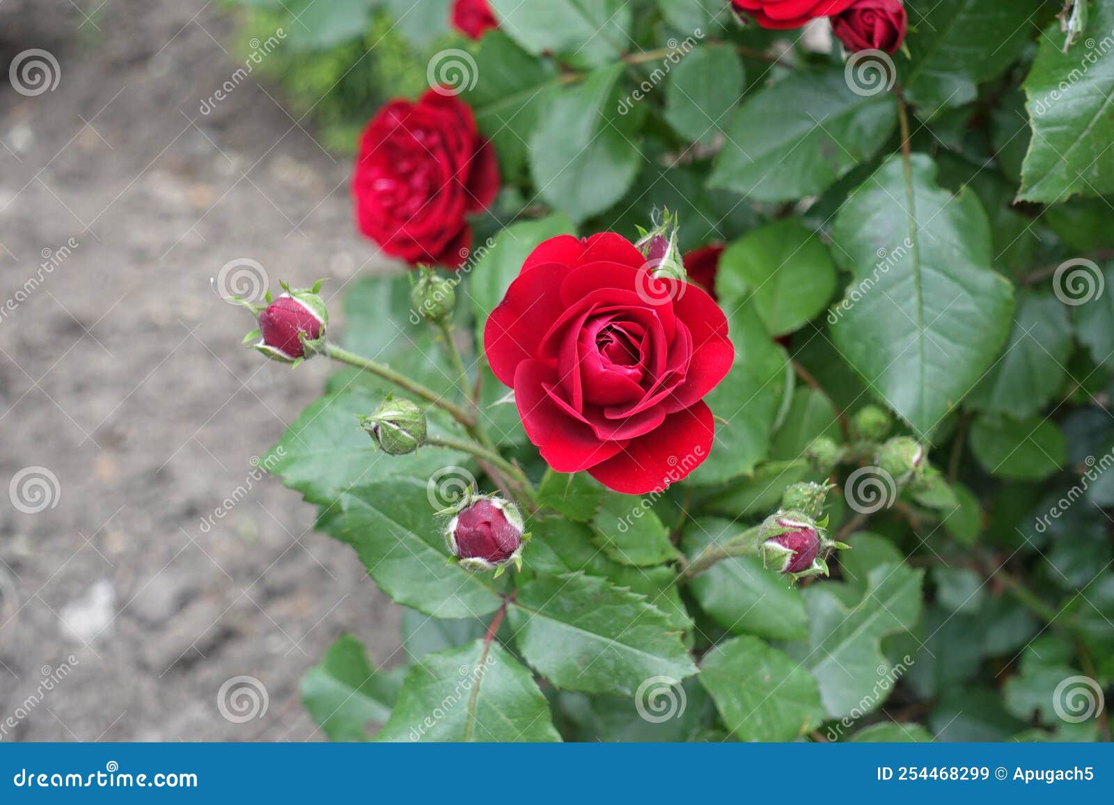 2 Red Flowers of Roses in Mid June Stock Image - Image of flower ...