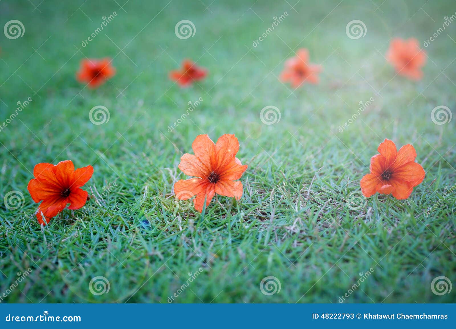 Red flowers on grass stock image. Image of beauty, floral - 48222793