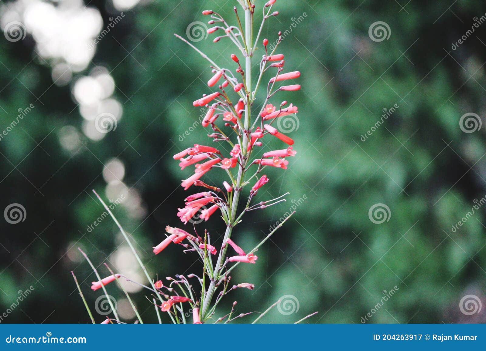 Red flowers grass top stock image. Image of blossom - 204263917