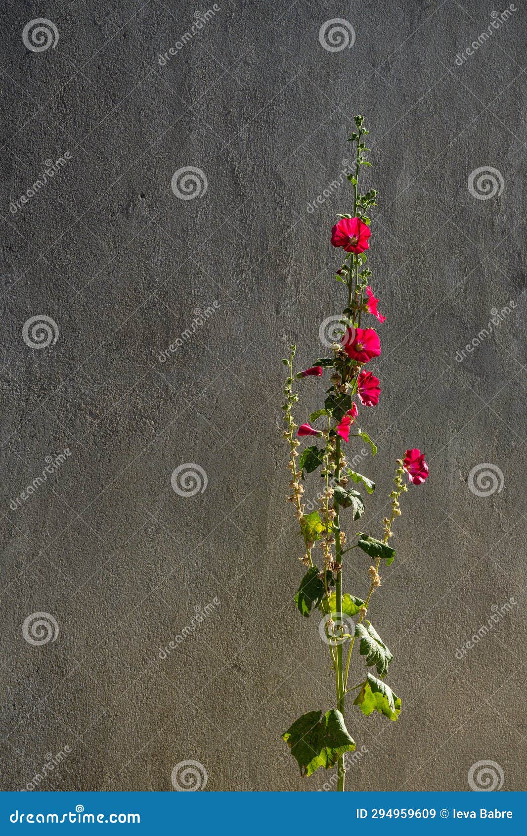 Red Flowers on a Gray Wall Background, Crooked Flowers, .hollyhock ...