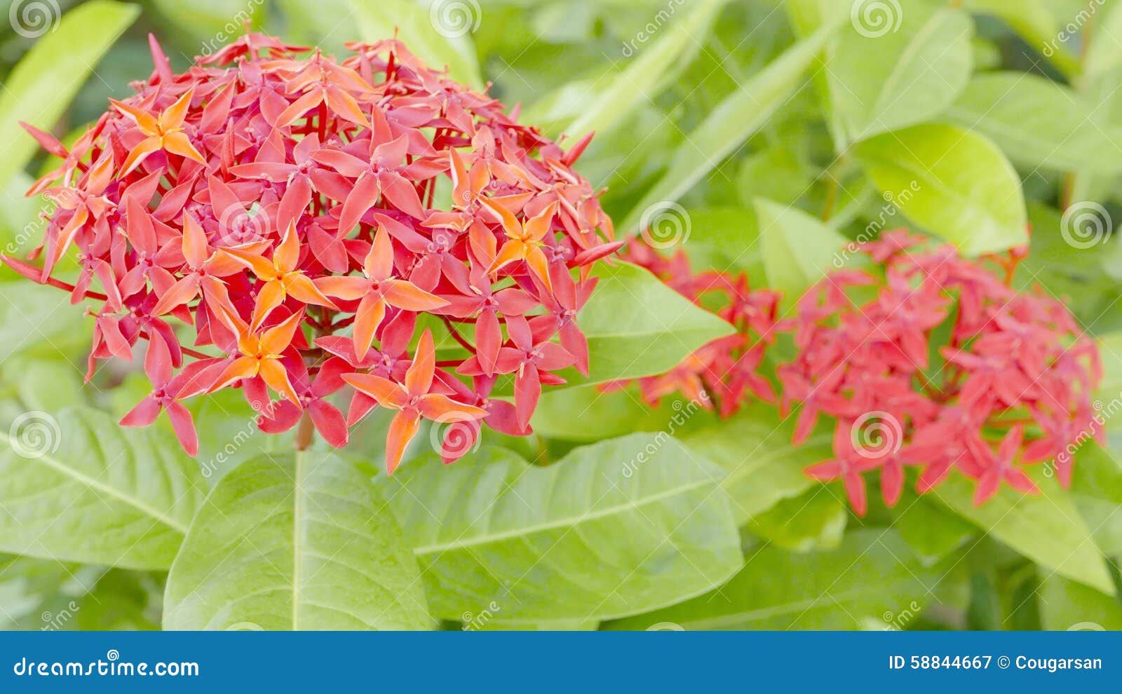 Red Flowers and Green Leaves Stock Image - Image of summer, plant: 58844667