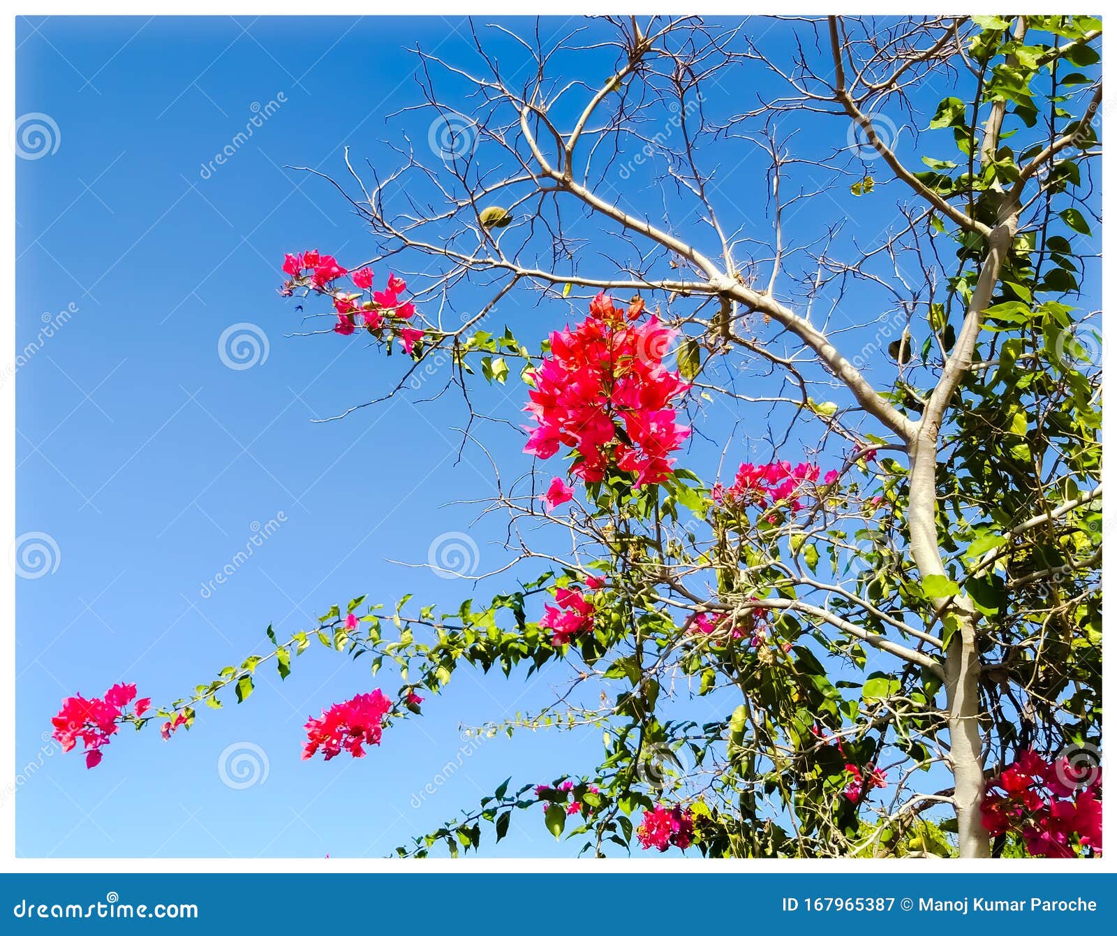 Red Flowers with Green Tree Jpg Stock Image - Image of tree, green ...