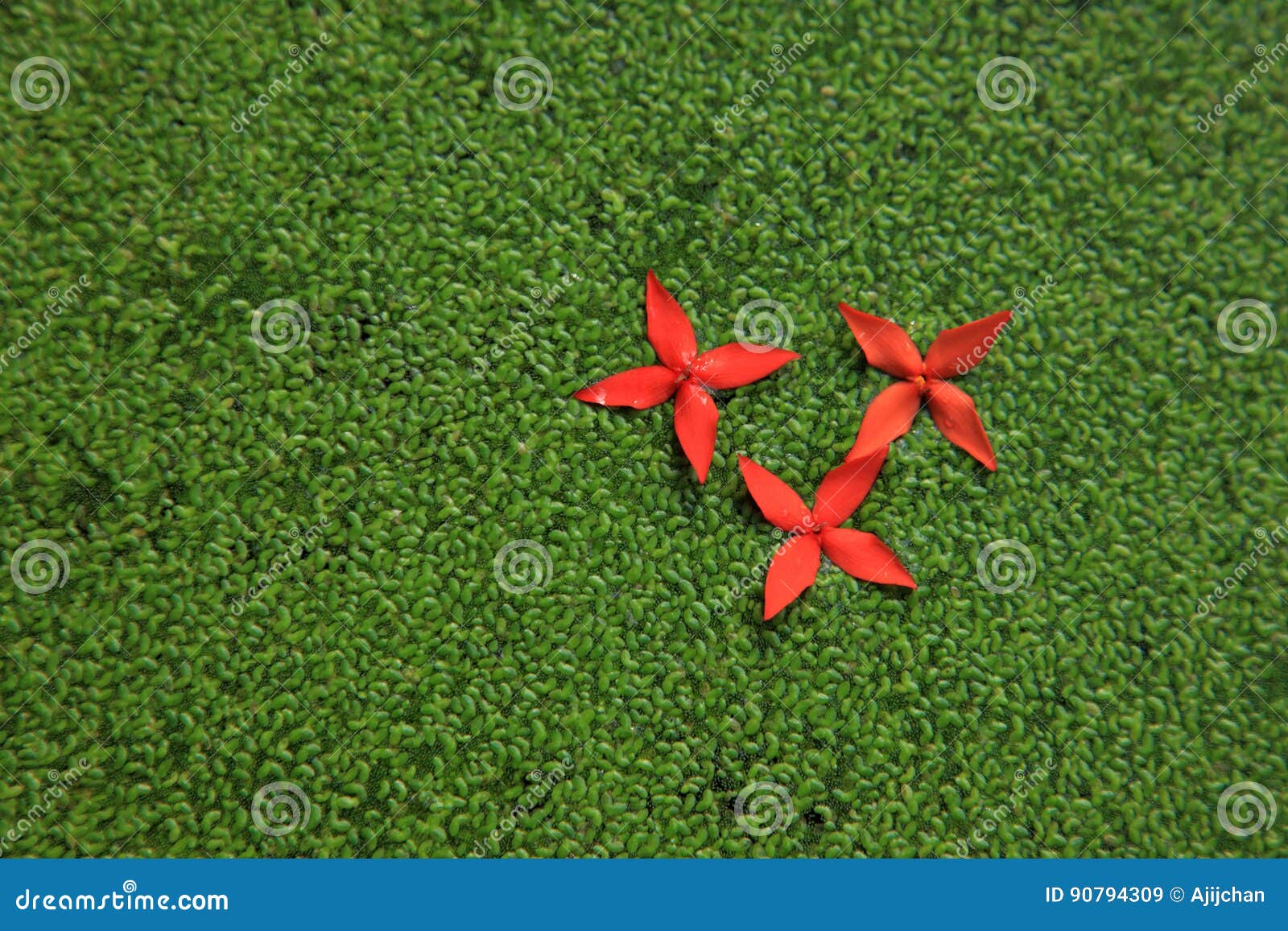 Red Flowers on the Green Water Spangles Stock Image - Image of texture ...