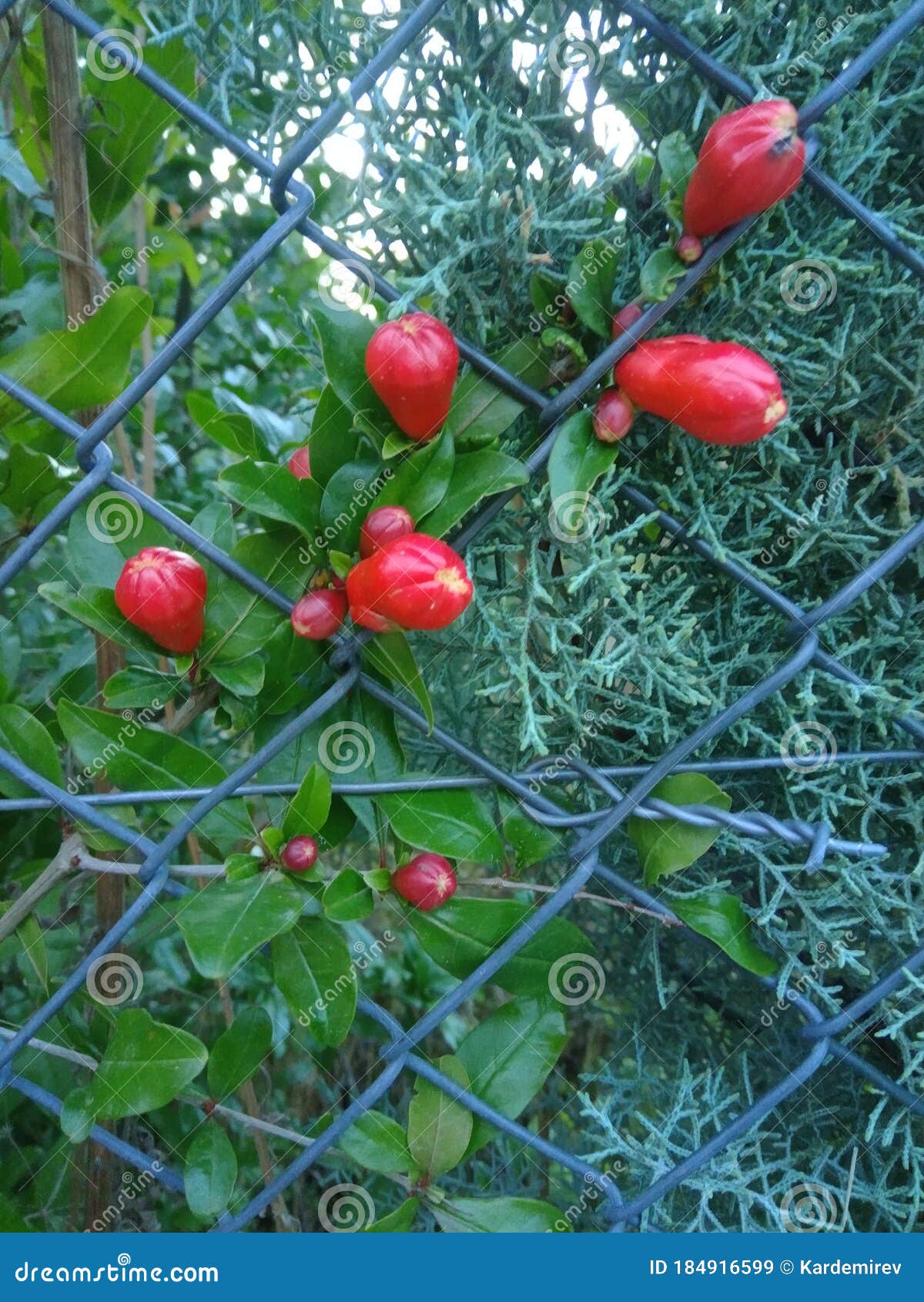 Flowers and Greens in Red Behind the Strings Stock Image - Image of ...