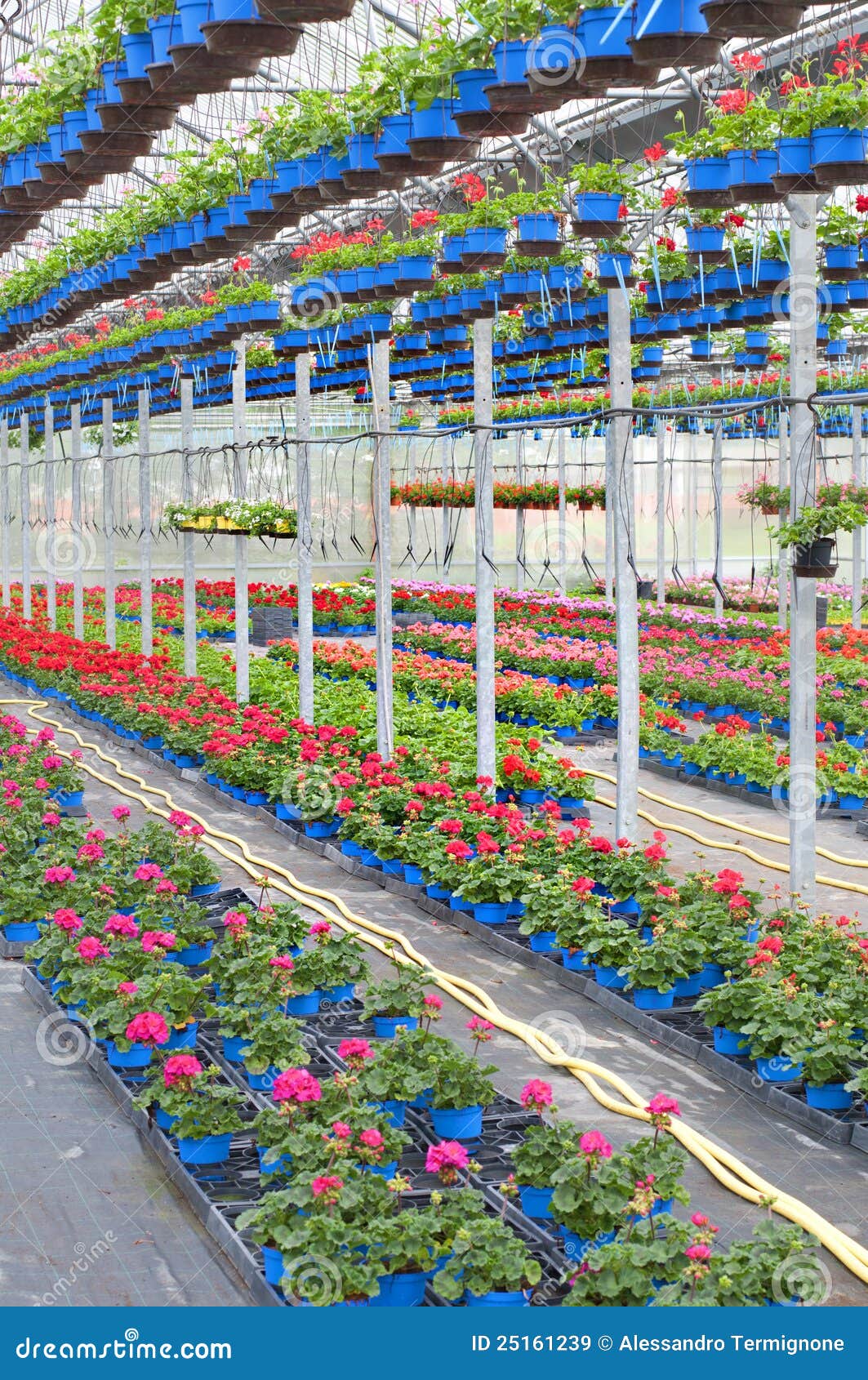 Red Flowers in a Greenhouse Stock Image - Image of greenery, numbers ...