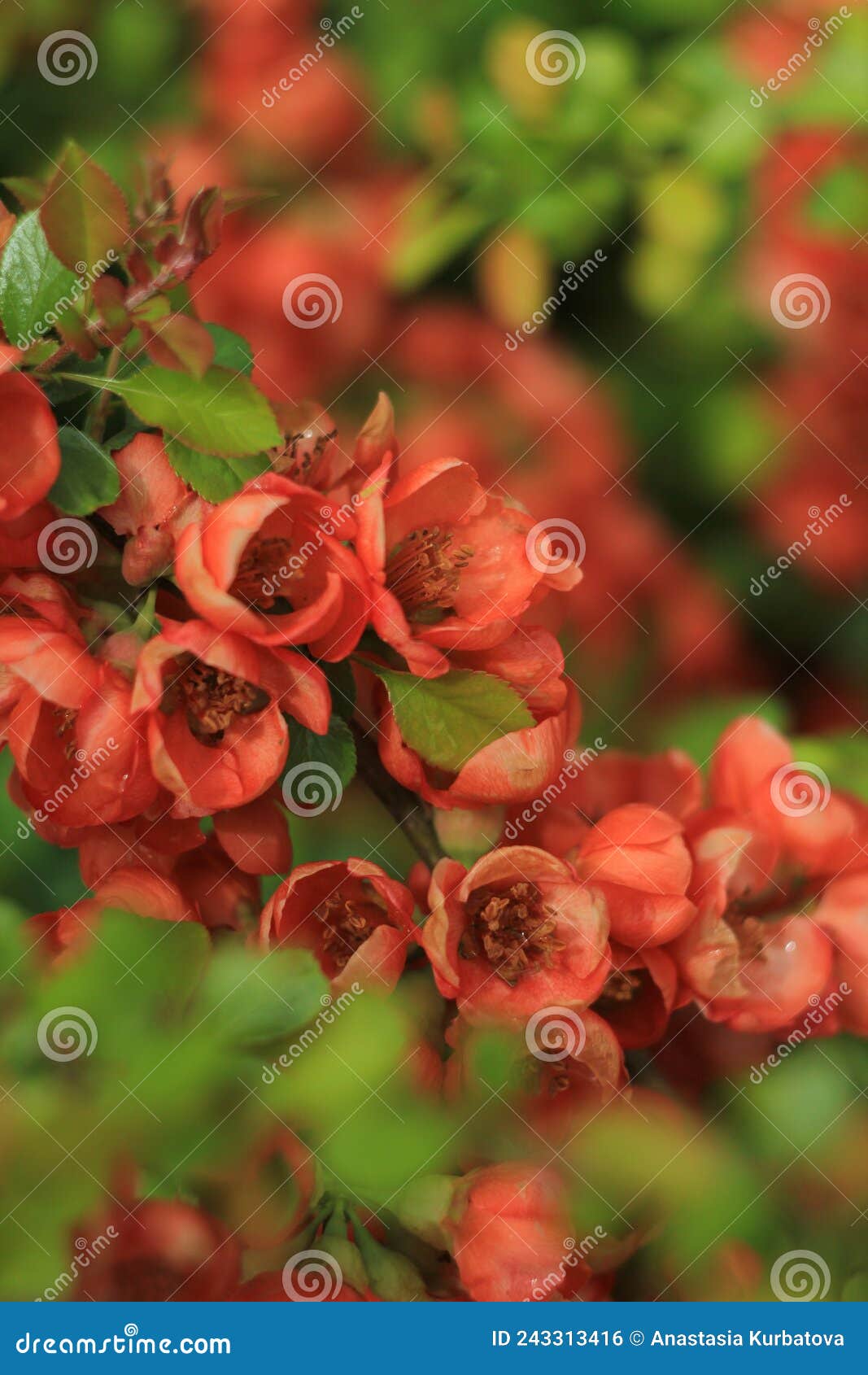 Red Flowers Grow on a Tree in Spring Stock Photo - Image of grow ...