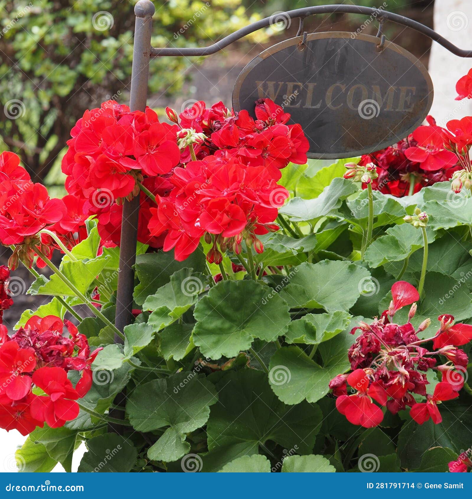 The Red Flowers are Growing Right by the Welcome Sign. Stock Photo ...