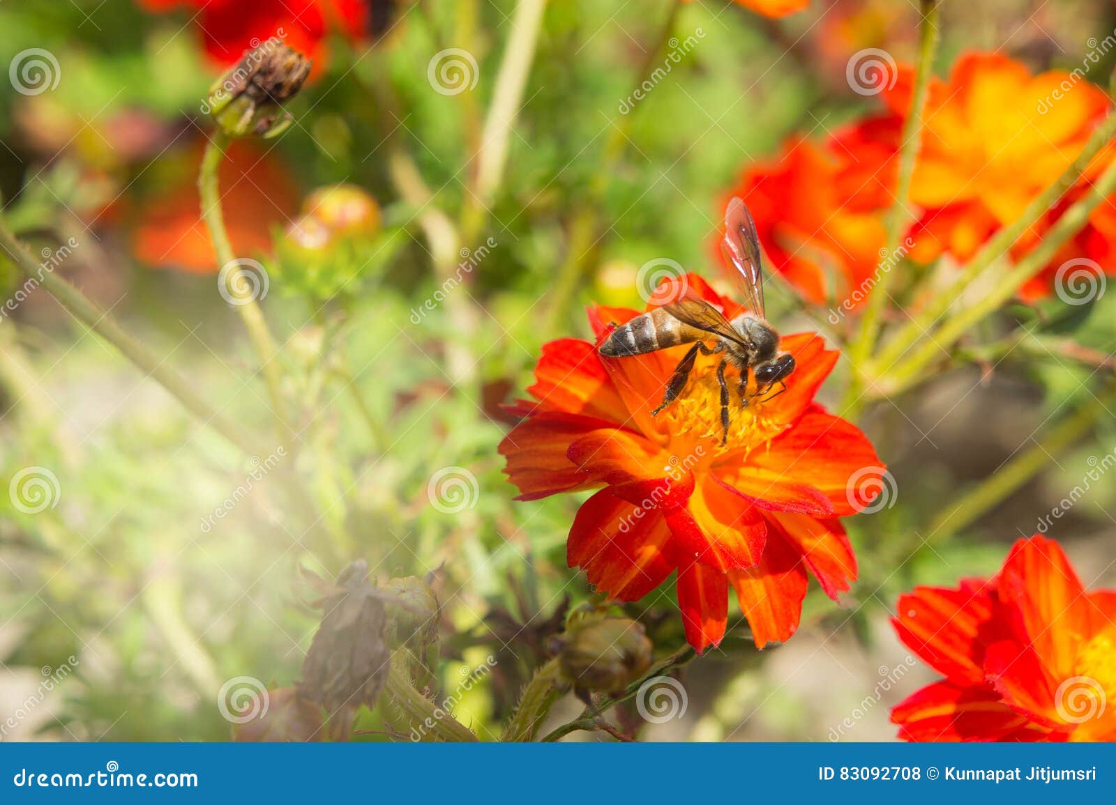 The Red Flowers and Insects in the Park Stock Photo - Image of color ...