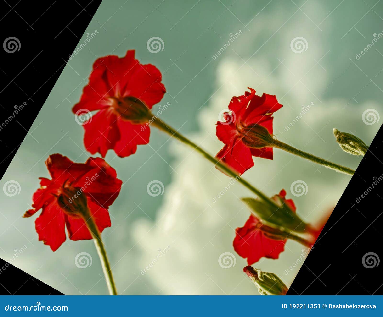 Red Flowers in Inverted Frame Stock Image - Image of floral, color ...