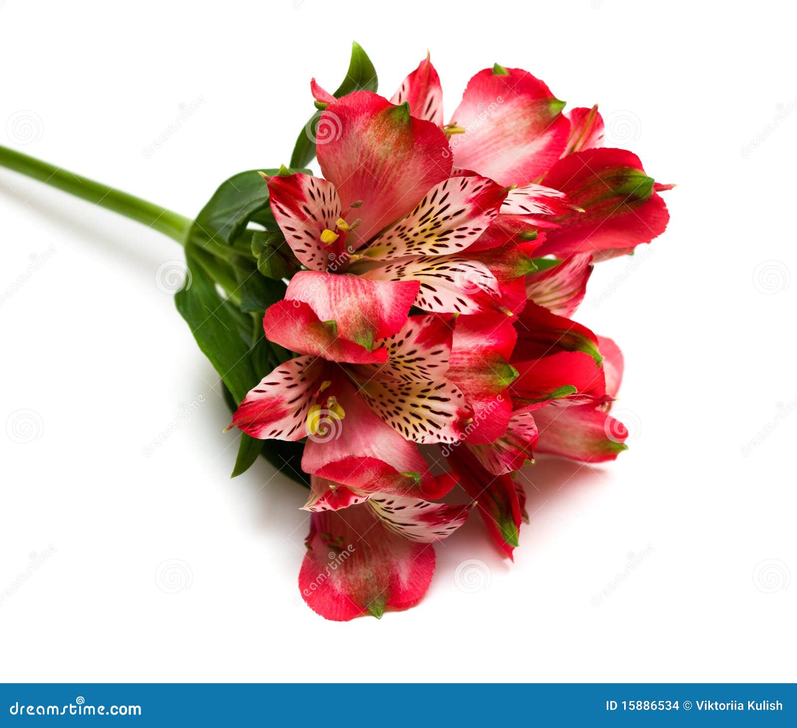 Red flowers isolated stock photo. Image of bloom, leaf - 15886534