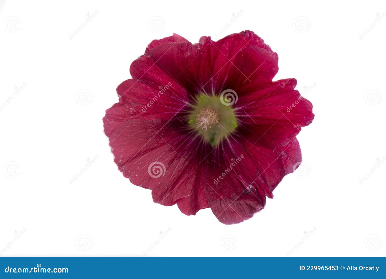 .red Flowers. Isolated on White Background Stock Image - Image of cone ...