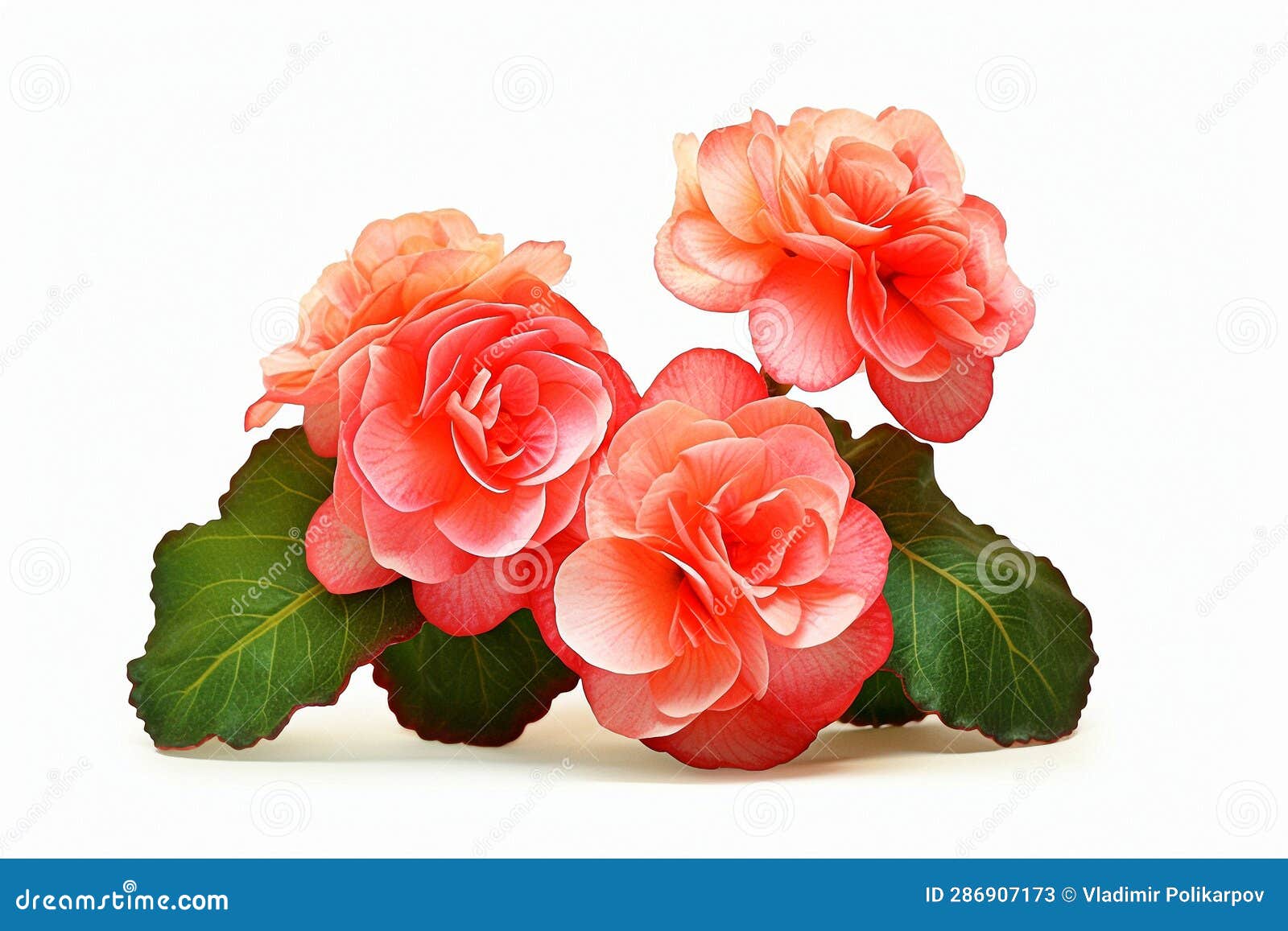 Red Flowers Isolated on White Background Stock Image - Image of growth ...