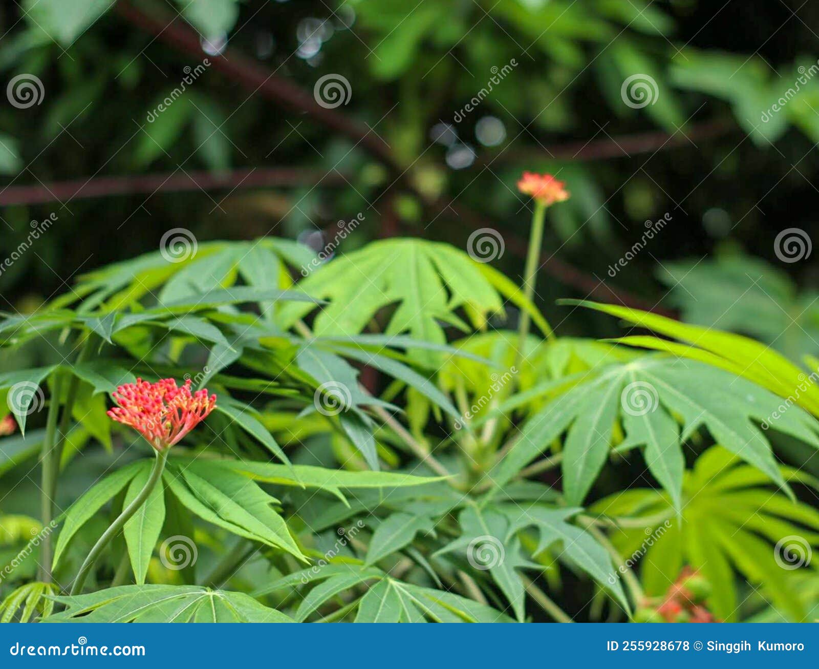 Red Flowers among the Leaves Stock Photo - Image of closeup, greenery ...