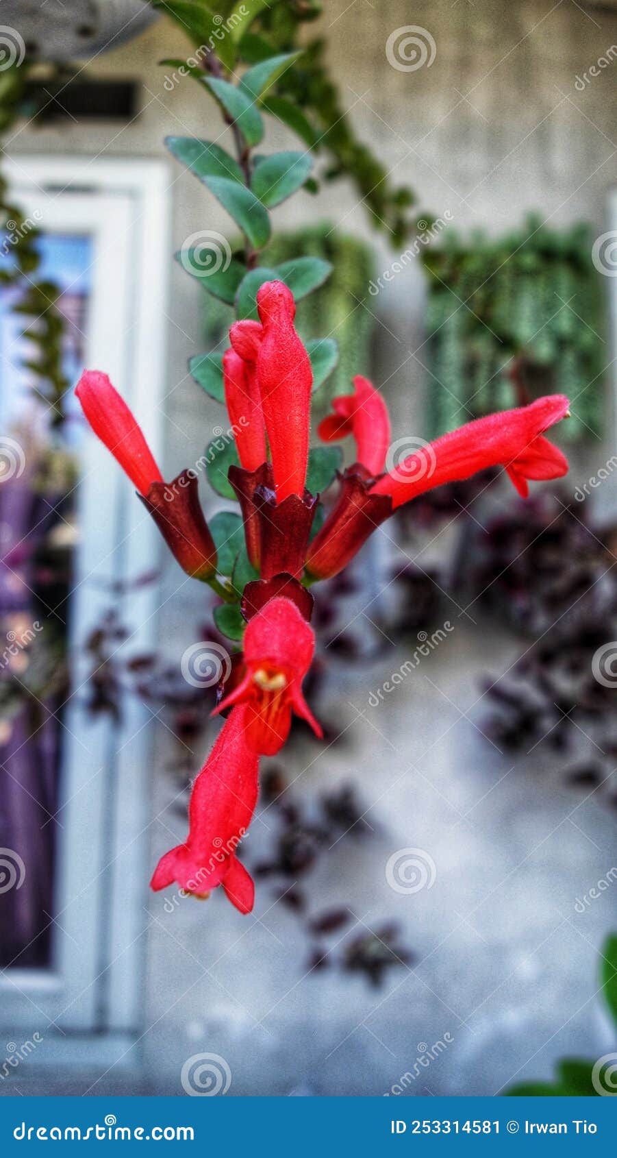 Red FLowers lipstick plant stock image. Image of plant - 253314581