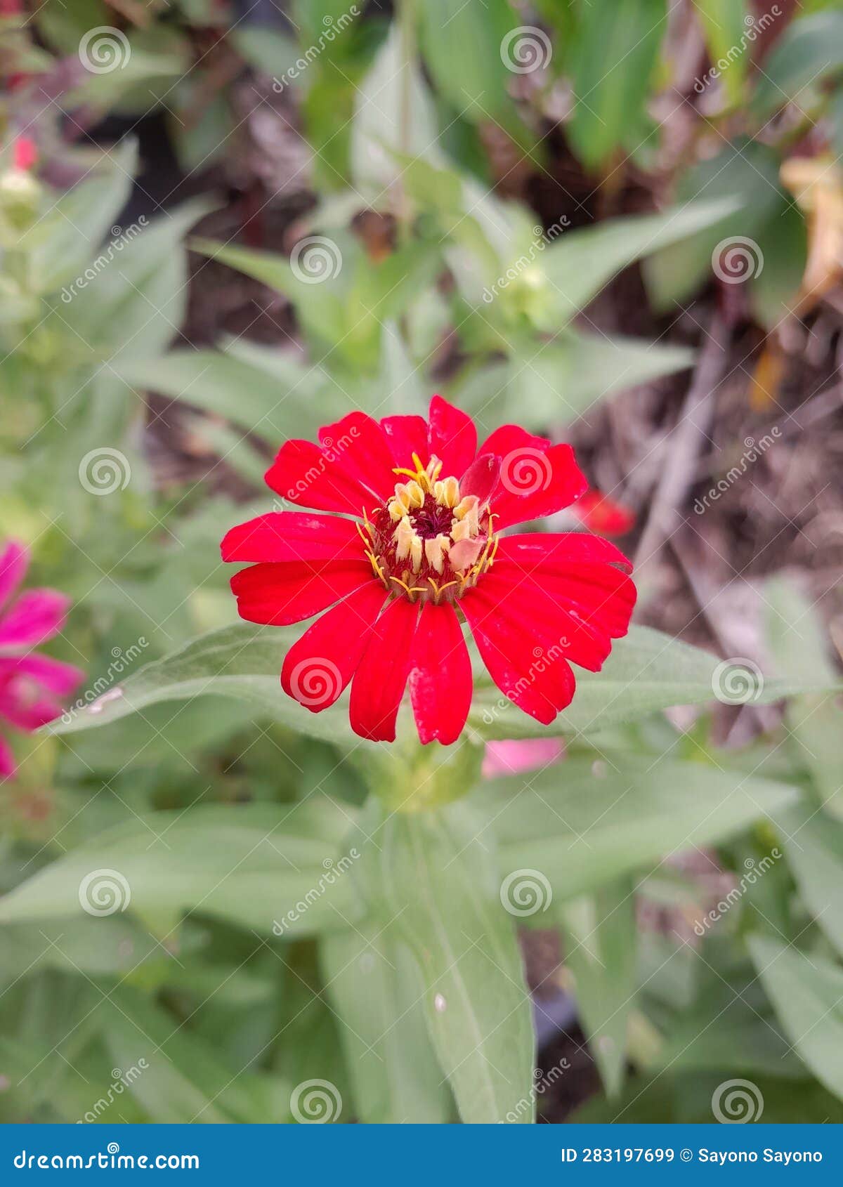 Red Flowers that Look so Beautiful, Unique and Attractive Stock Image ...