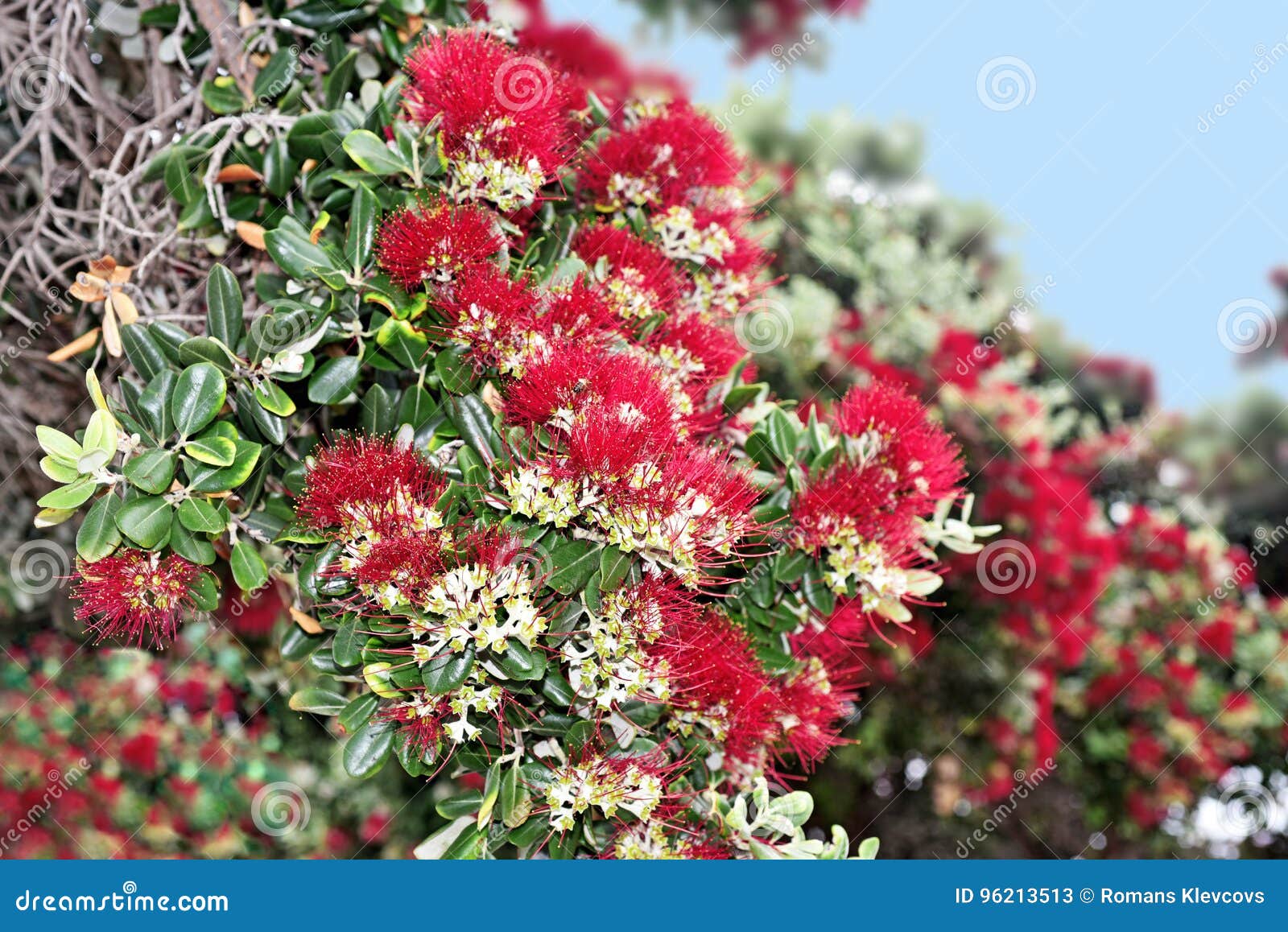 Red Flowers on Madeira Island Stock Image - Image of exotic, decorative ...