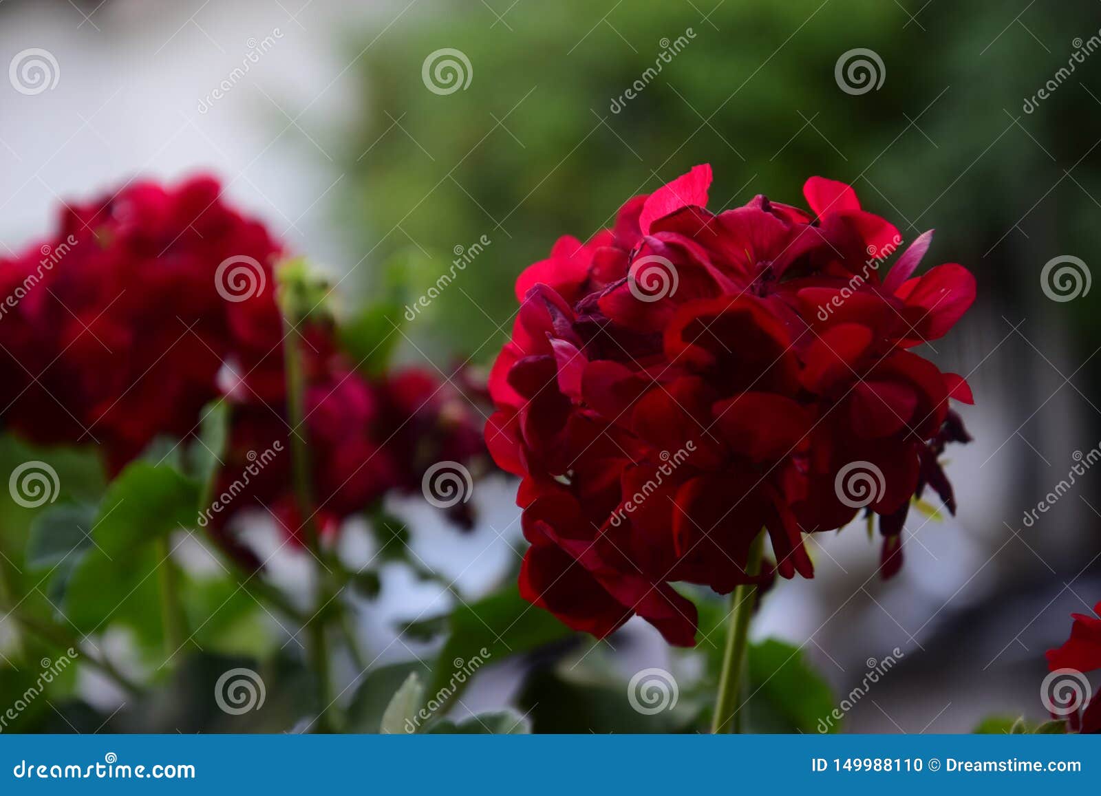 Red Flowers stock photo. Image of basil, balcony, flowers - 149988110
