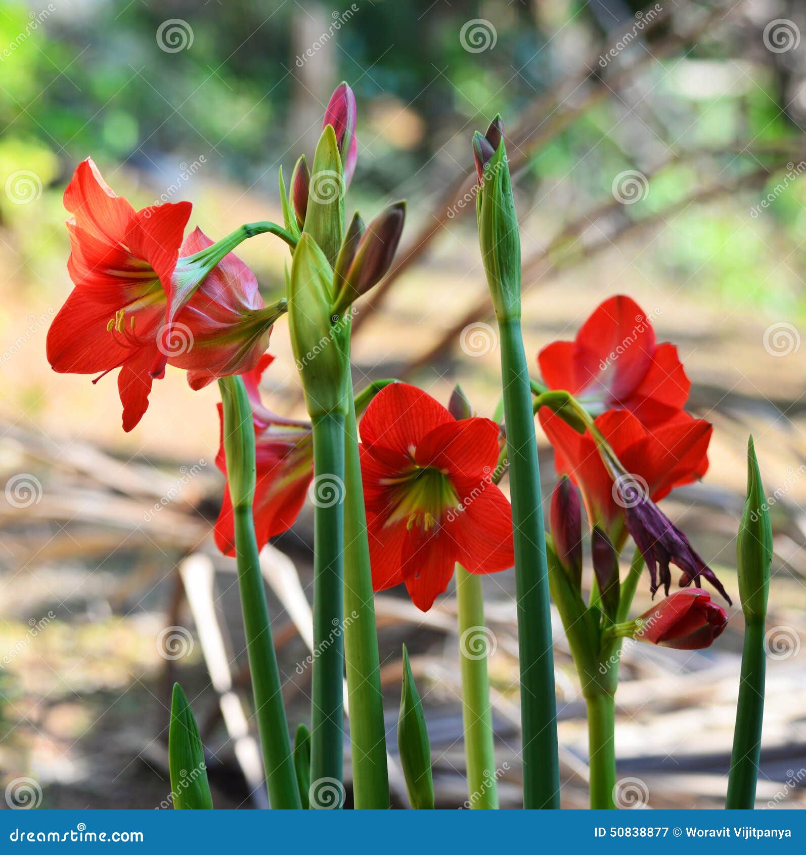 Red Flowers on nature stock image. Image of petrou, garden - 50838877