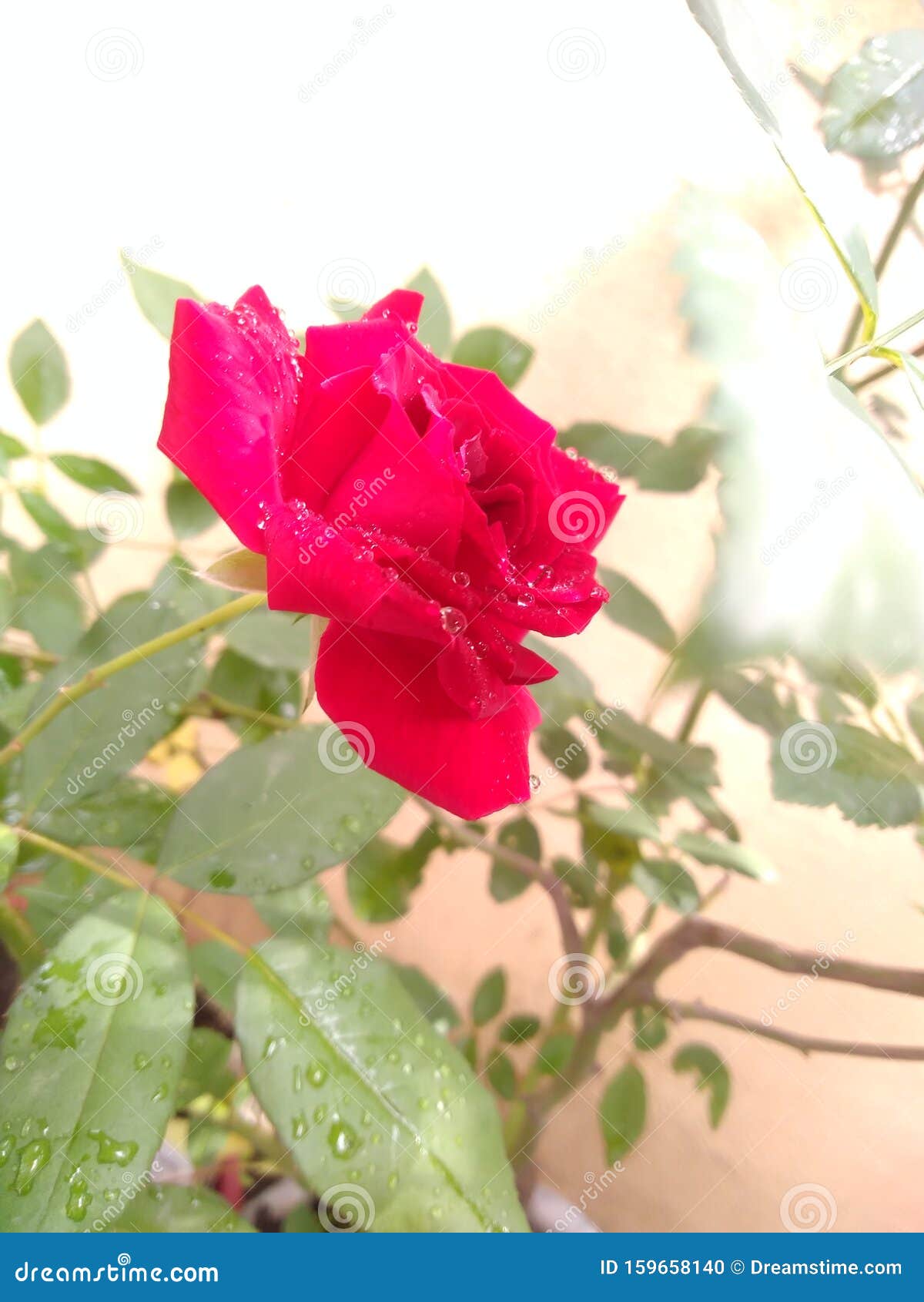 Red Flowers of nature stock photo. Image of natural - 159658140