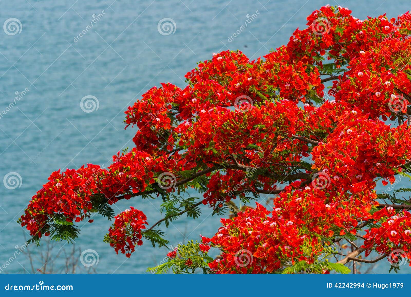 Red Flower Background Landscapes