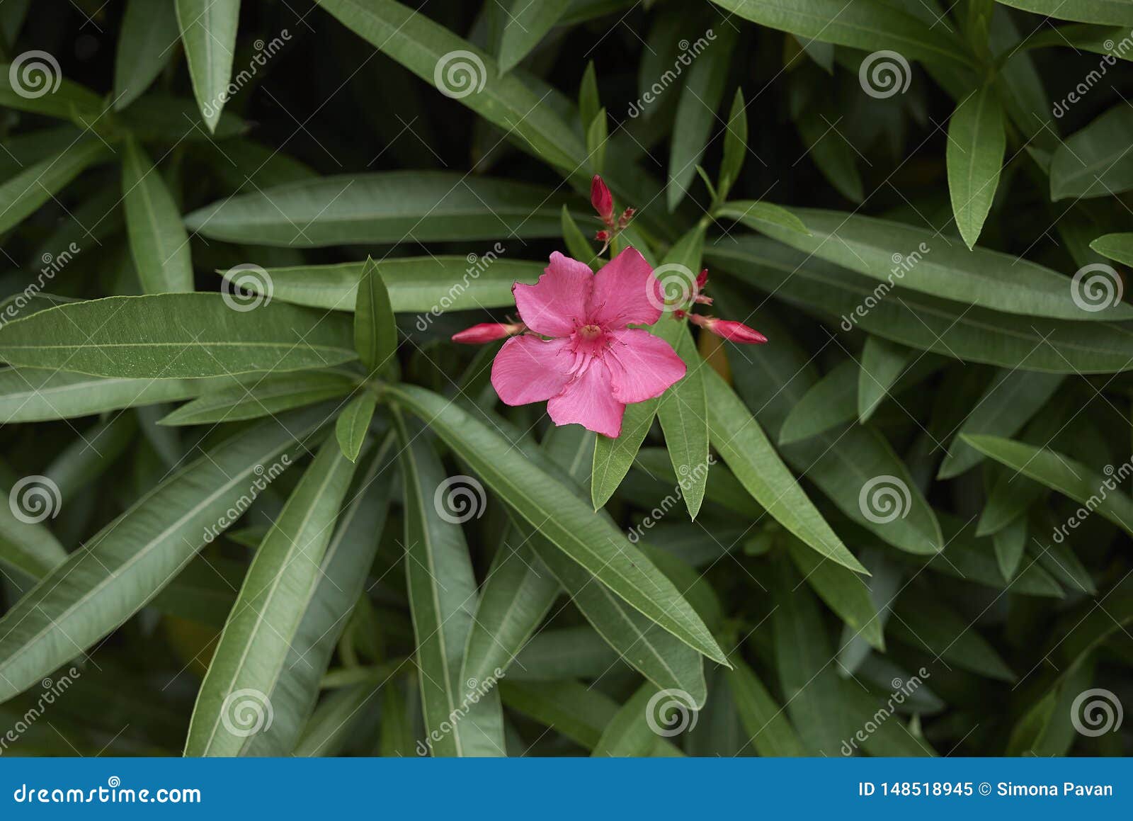 Nerium oleander in bloom stock image. Image of foliage - 148518945