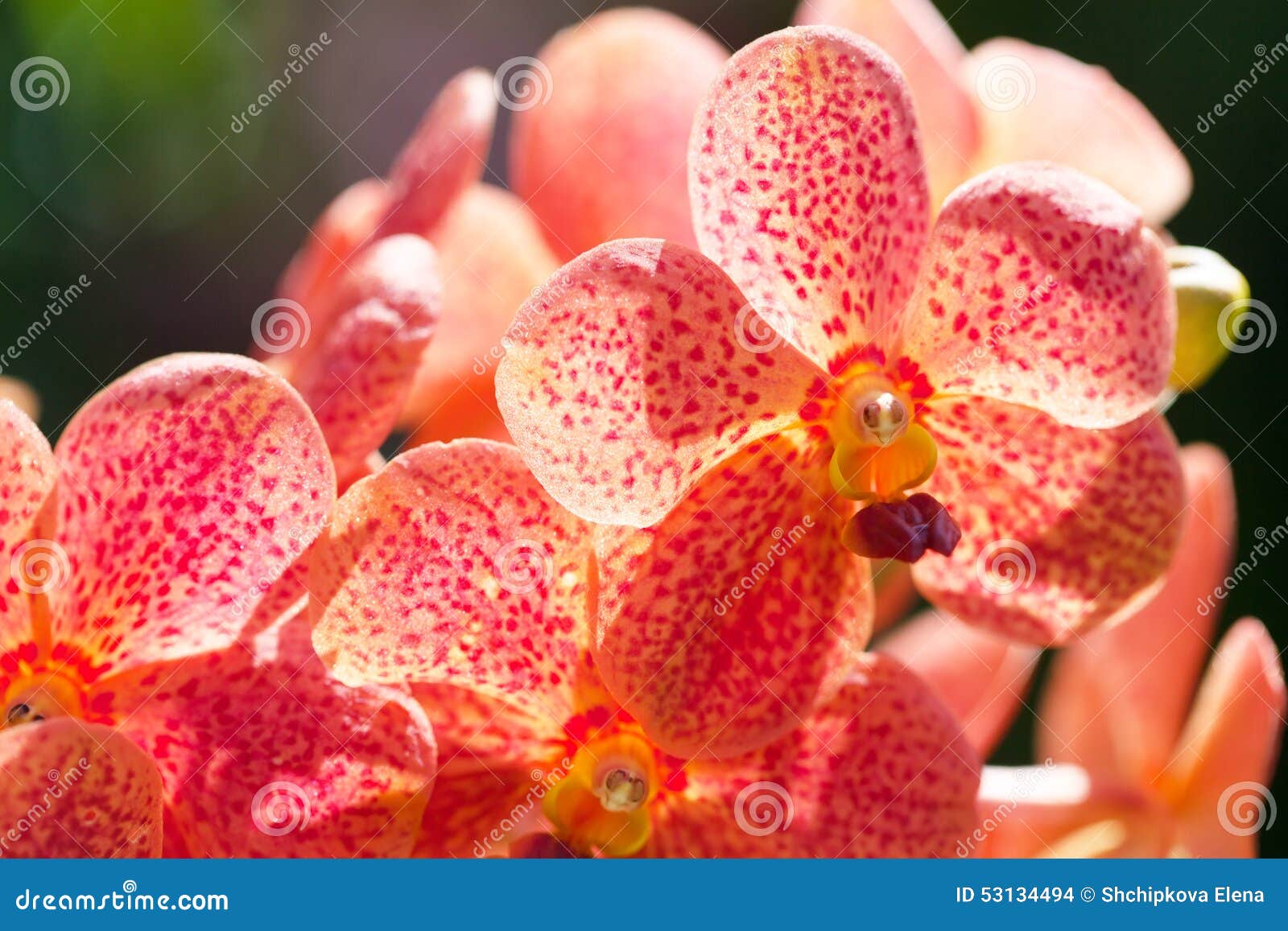 Red Flowers of an Orchid Vanda Stock Photo - Image of flora, tropical ...