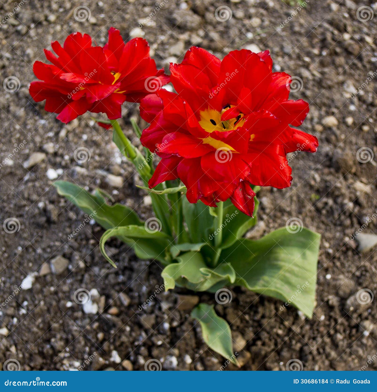 Red flowers stock photo. Image of plant, beauty, flowers - 30686184