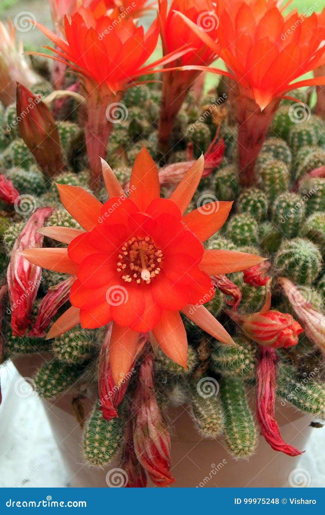 Red Cactus Flowers stock photo. Image of petals, floral - 99975248