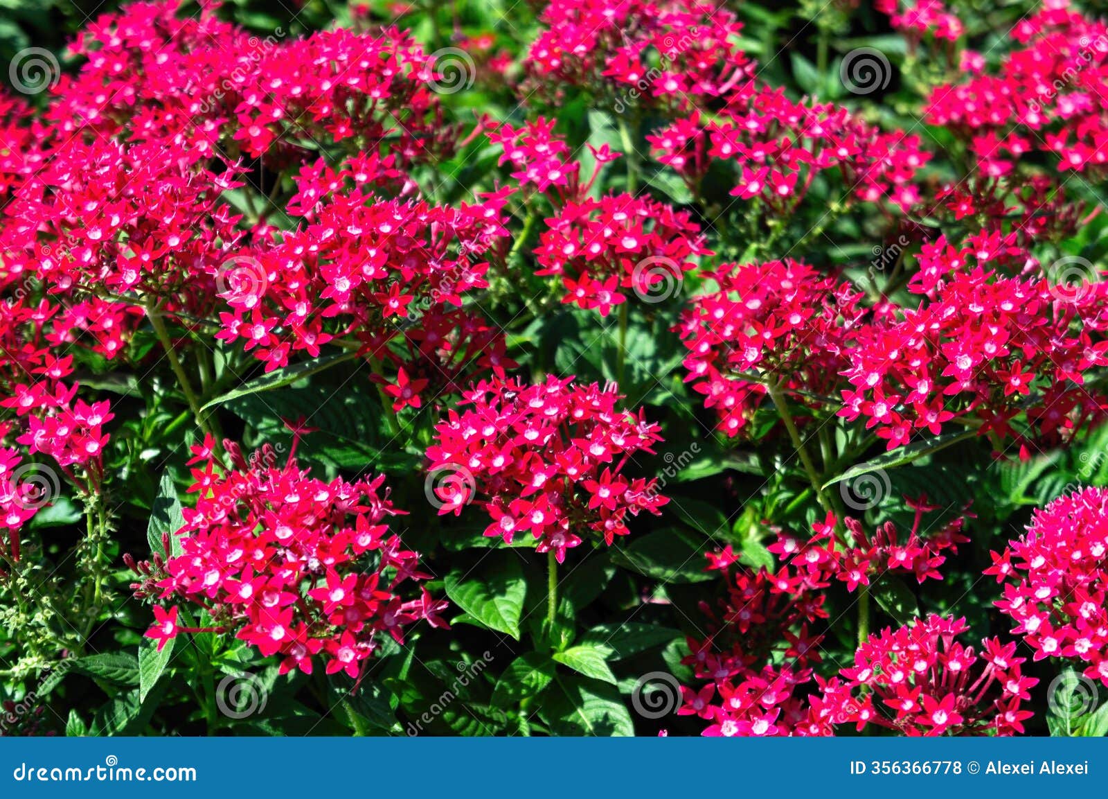 Red Pentas Lanceolata Also Known As Egyptian Starcluster With Water ...