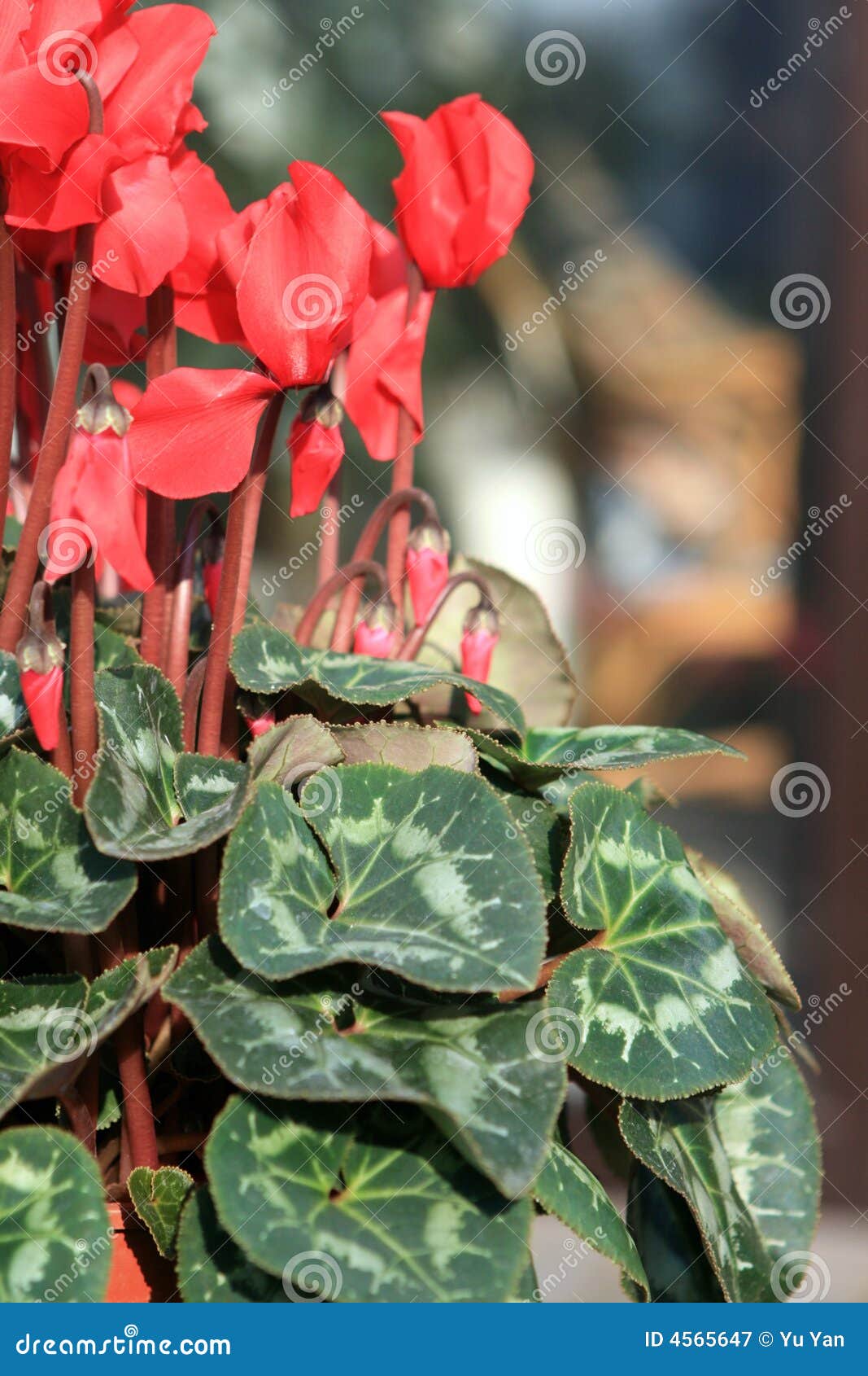 Red flowers, the plant stock image. Image of outdoor, flower - 4565647