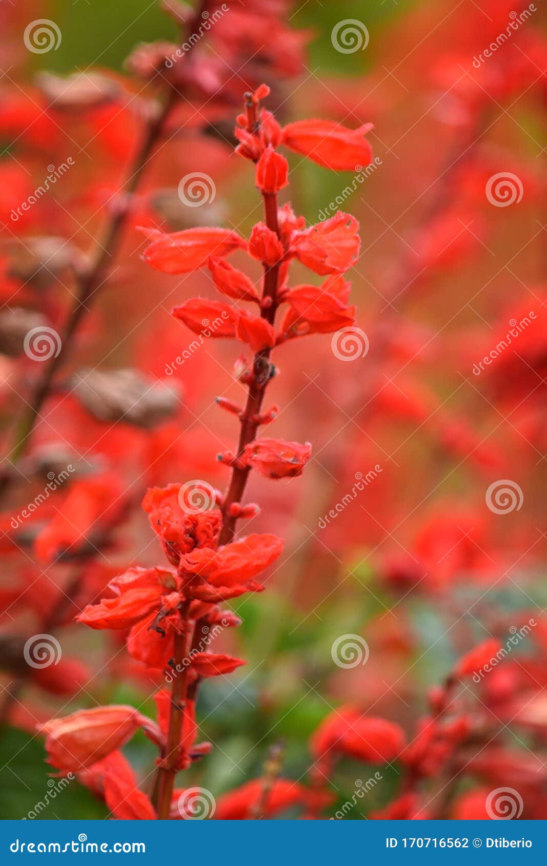 A Red Flowers Plant and Nature Stock Photo - Image of plant, green ...