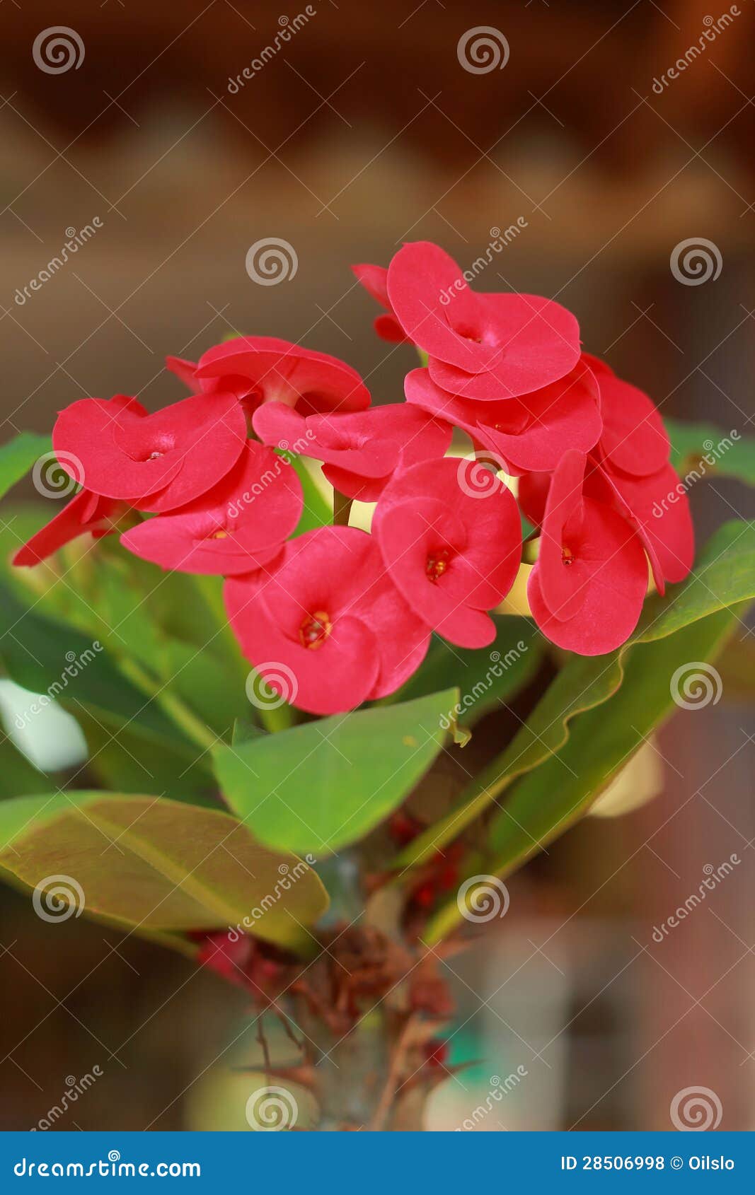 326 Poi Sian Tree Stock Photos - Free & Royalty-Free Stock Photos from ...