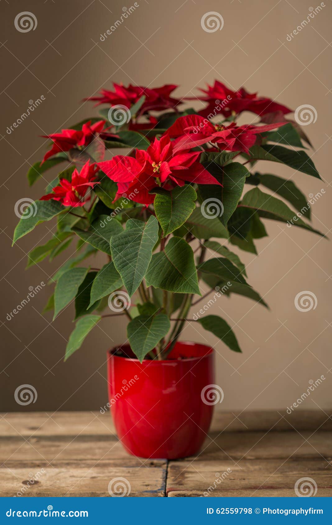 Red flowers in a pot stock photo. Image of rustic, veins - 62559798