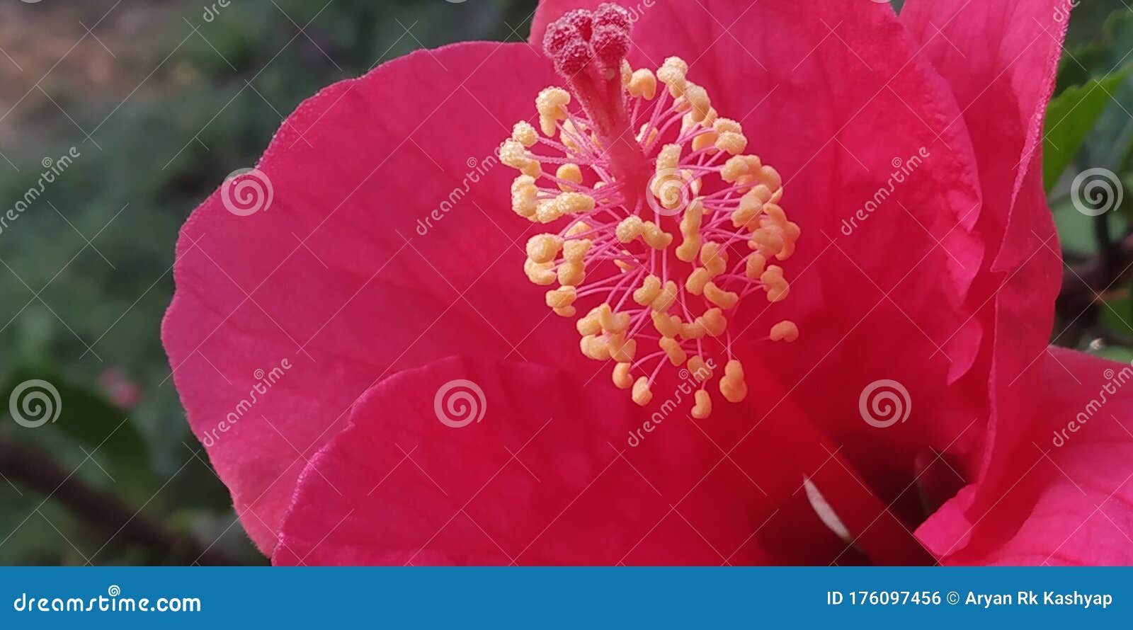 A red flowers on road side stock photo. Image of road - 176097456