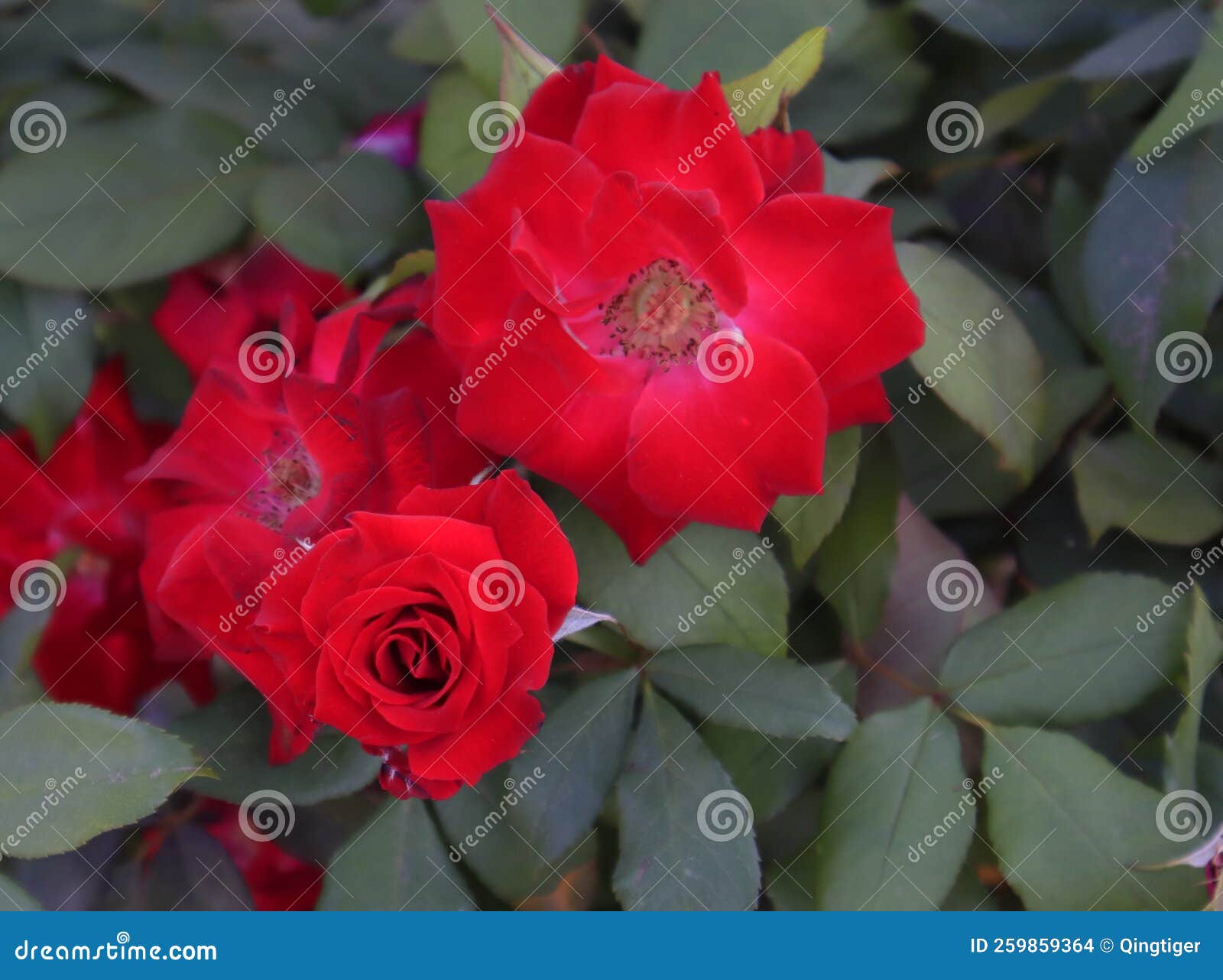 Red Flowers of the Rose in the Park. Roses Stock Photo - Image of rose ...