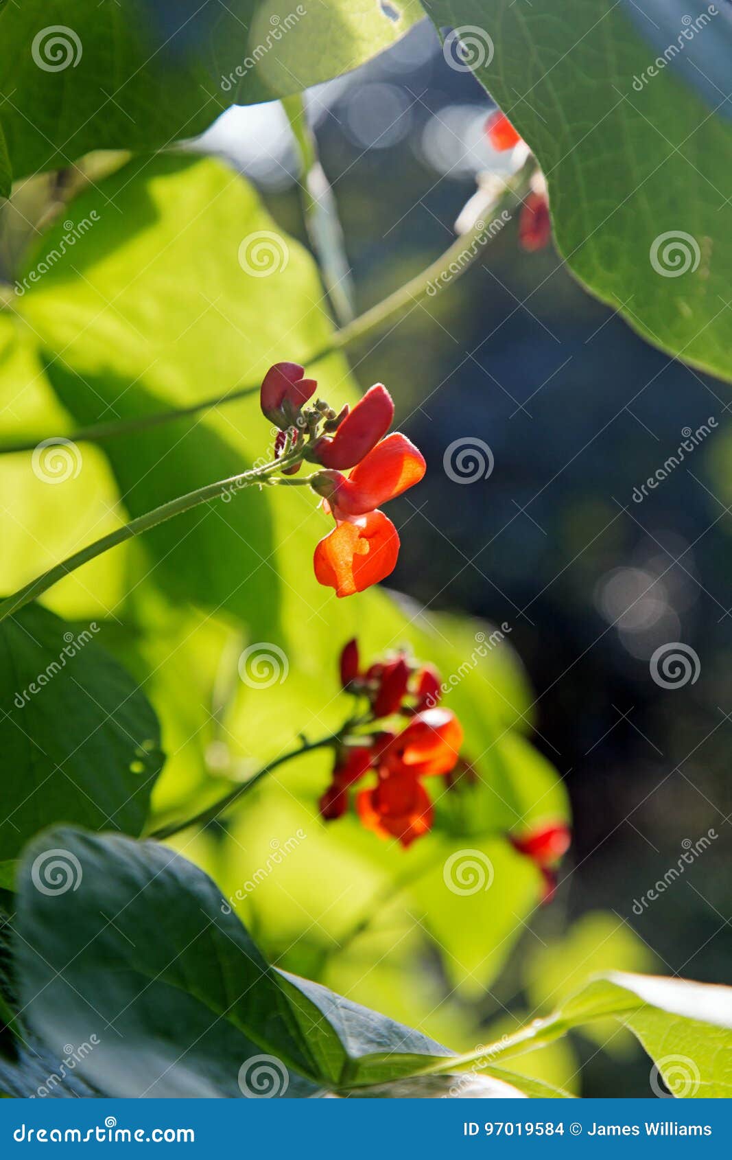 Red Flowers of Runner Beans Stock Photo - Image of flowers, gardening ...