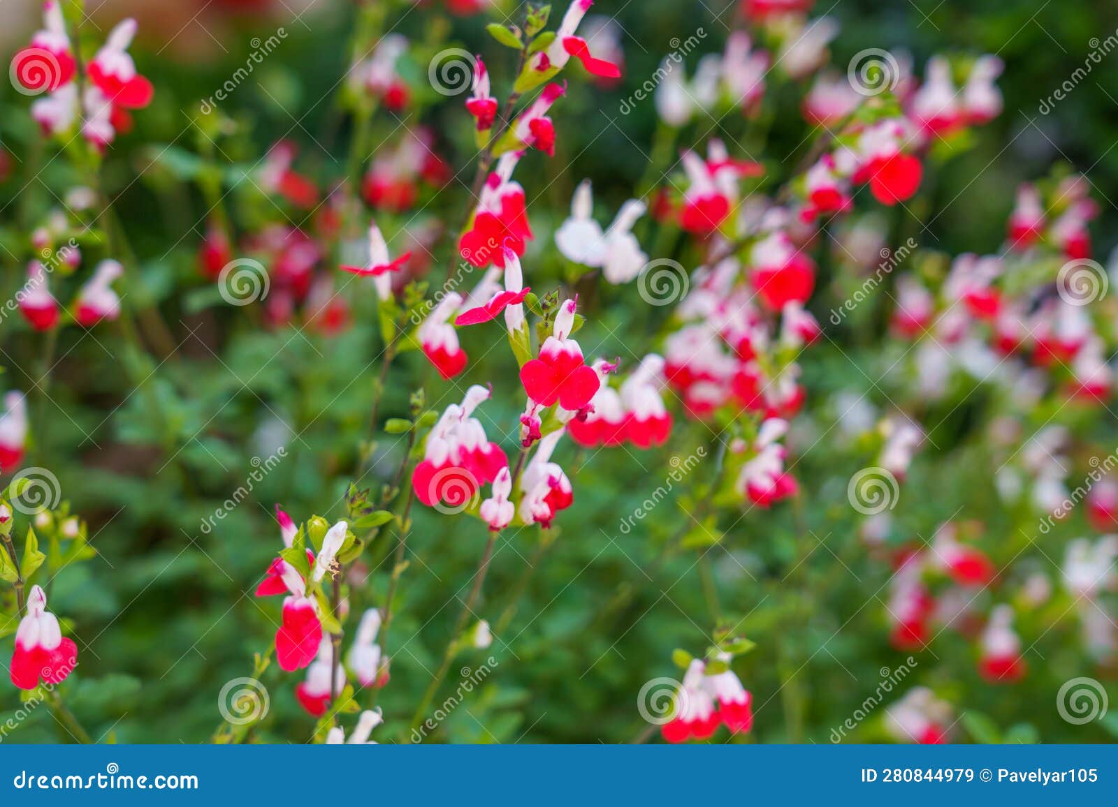 Red Flowers of Salvia Microphylla (hot Lips Stock Image - Image of ...