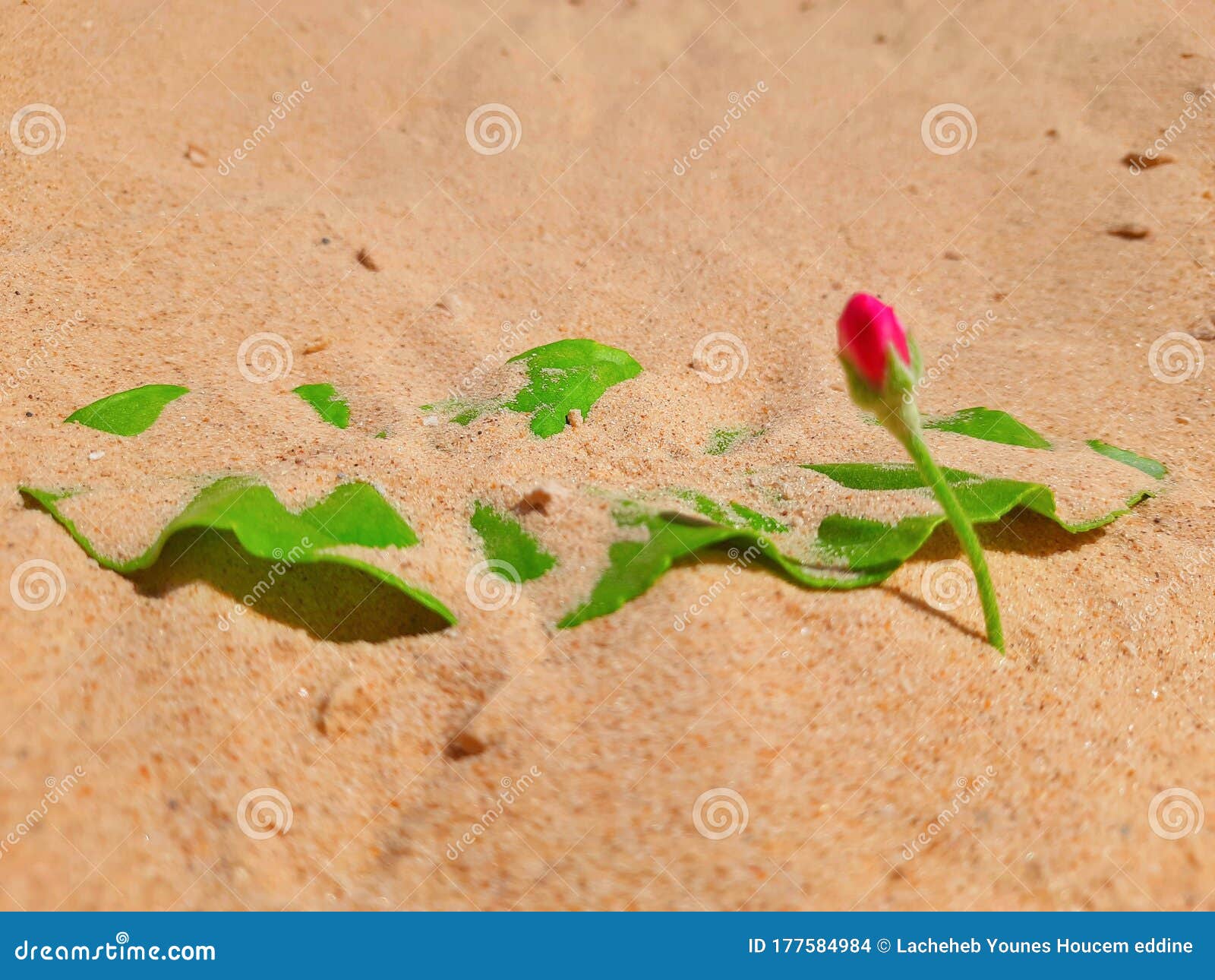 Red Flowers in Sand Dunes on Deserts Stock Photo - Image of sand ...