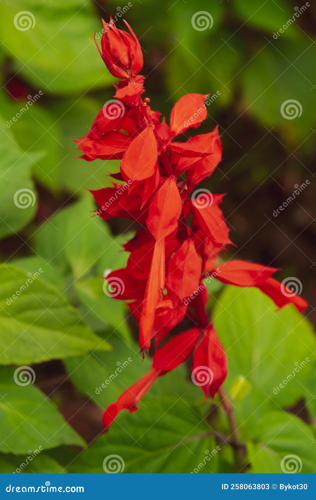 Red Flowers Scarlet Sage Close Up. Stock Image - Image of botany, grow ...