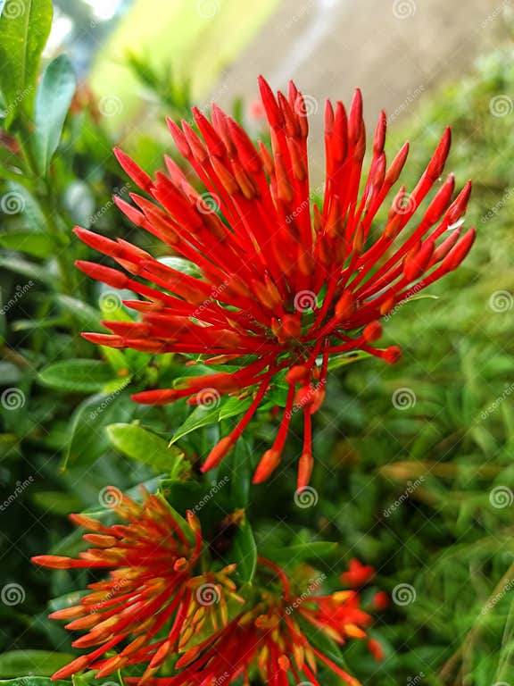 Red Flowers with a Sharp Shape Like a Collection of Arrows Stock Image ...
