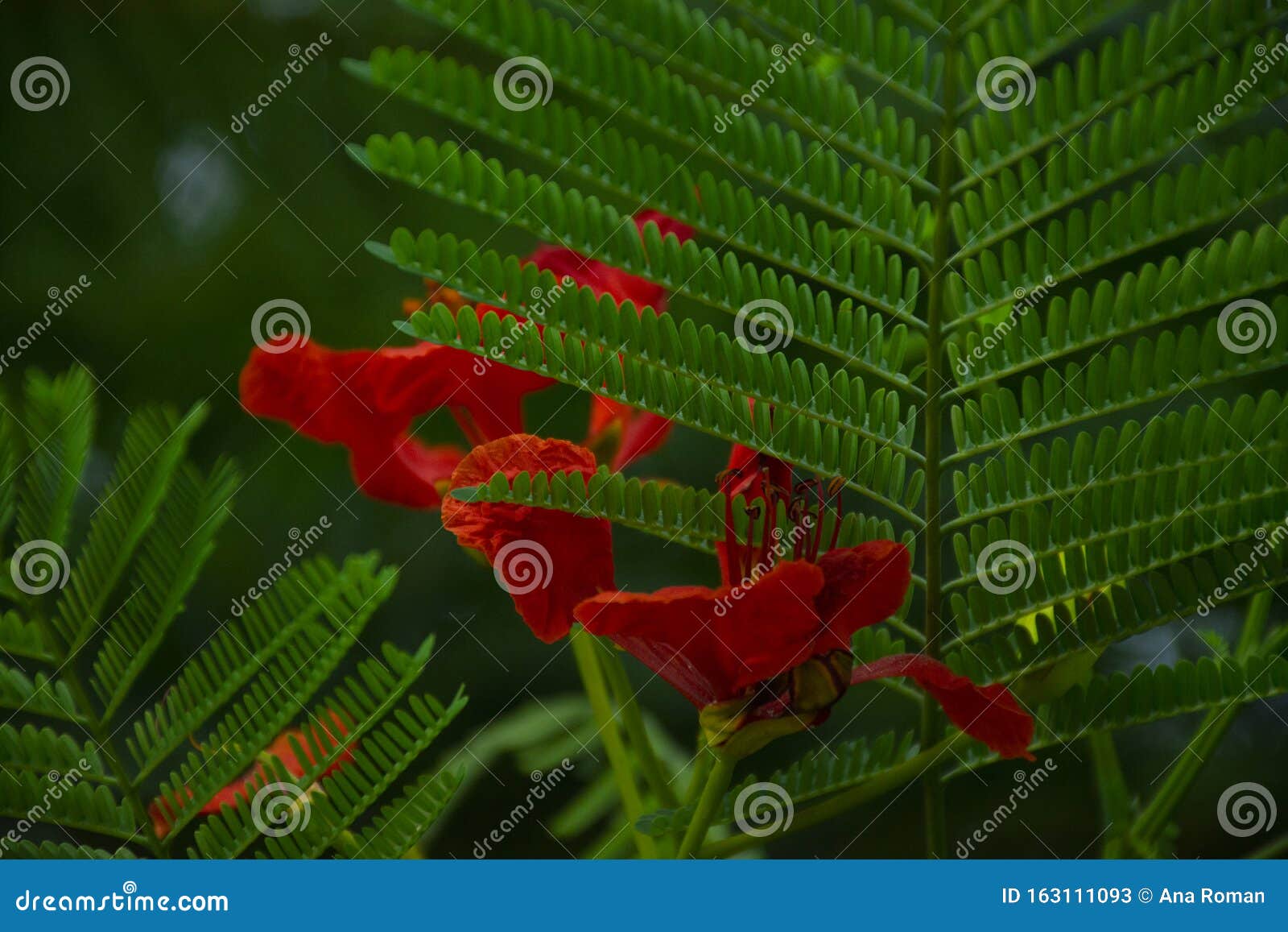 Red Flowers on the Side of the Road in the City Stock Image - Image of ...