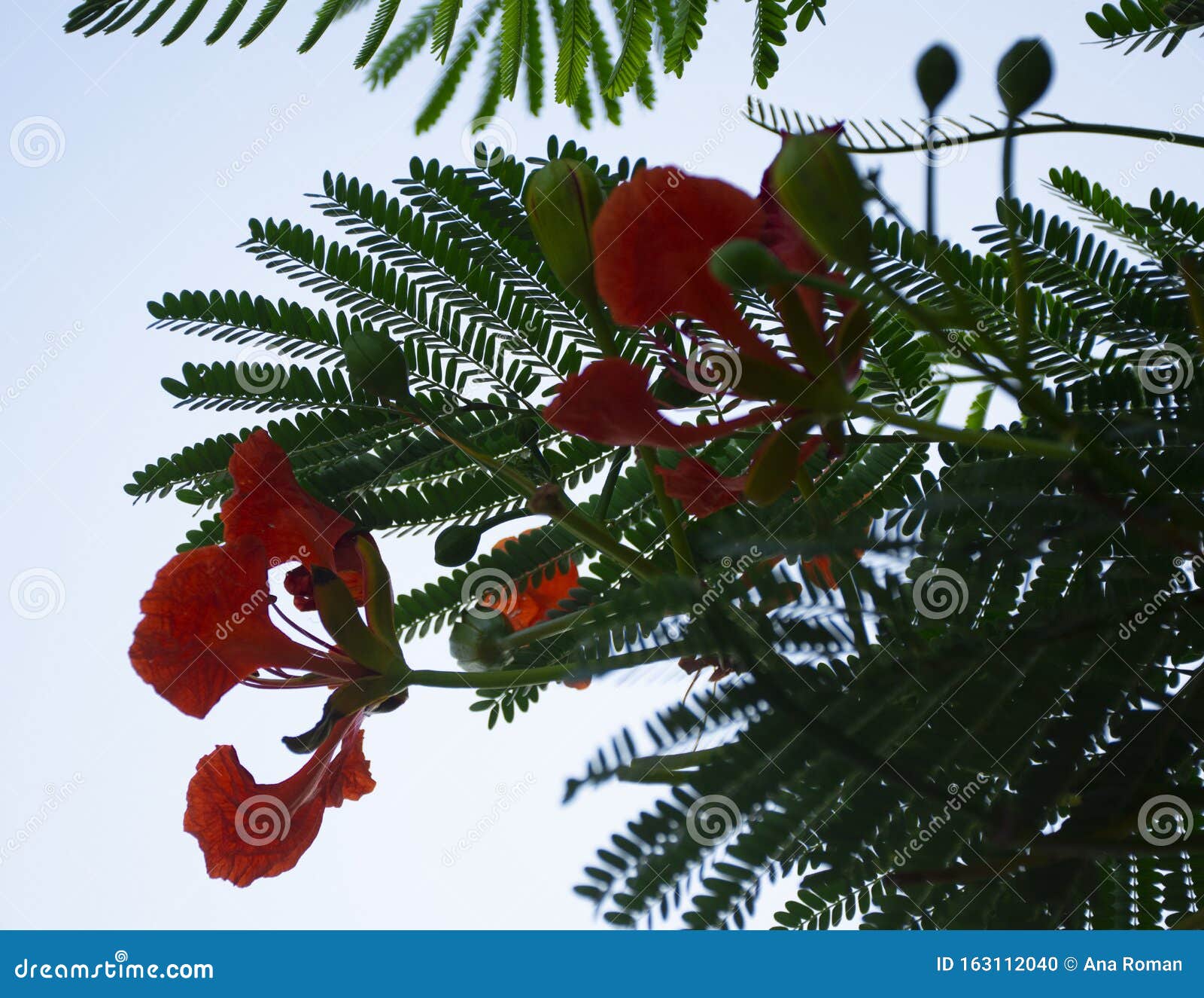 Red Flowers on the Side of the Road in the City Stock Photo - Image of ...